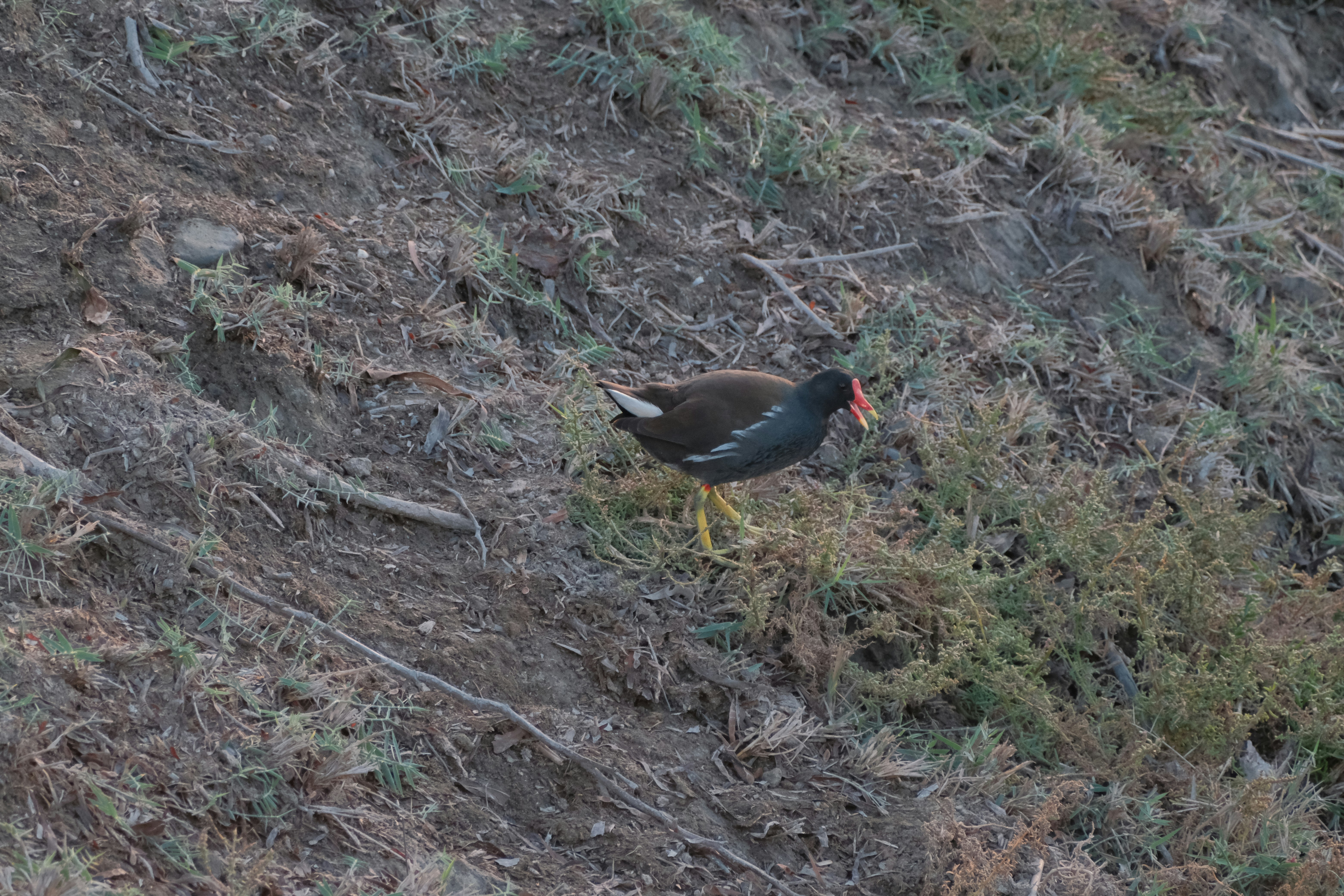 Scarlet-Crested Moorhen foraging on a sunlit hillside