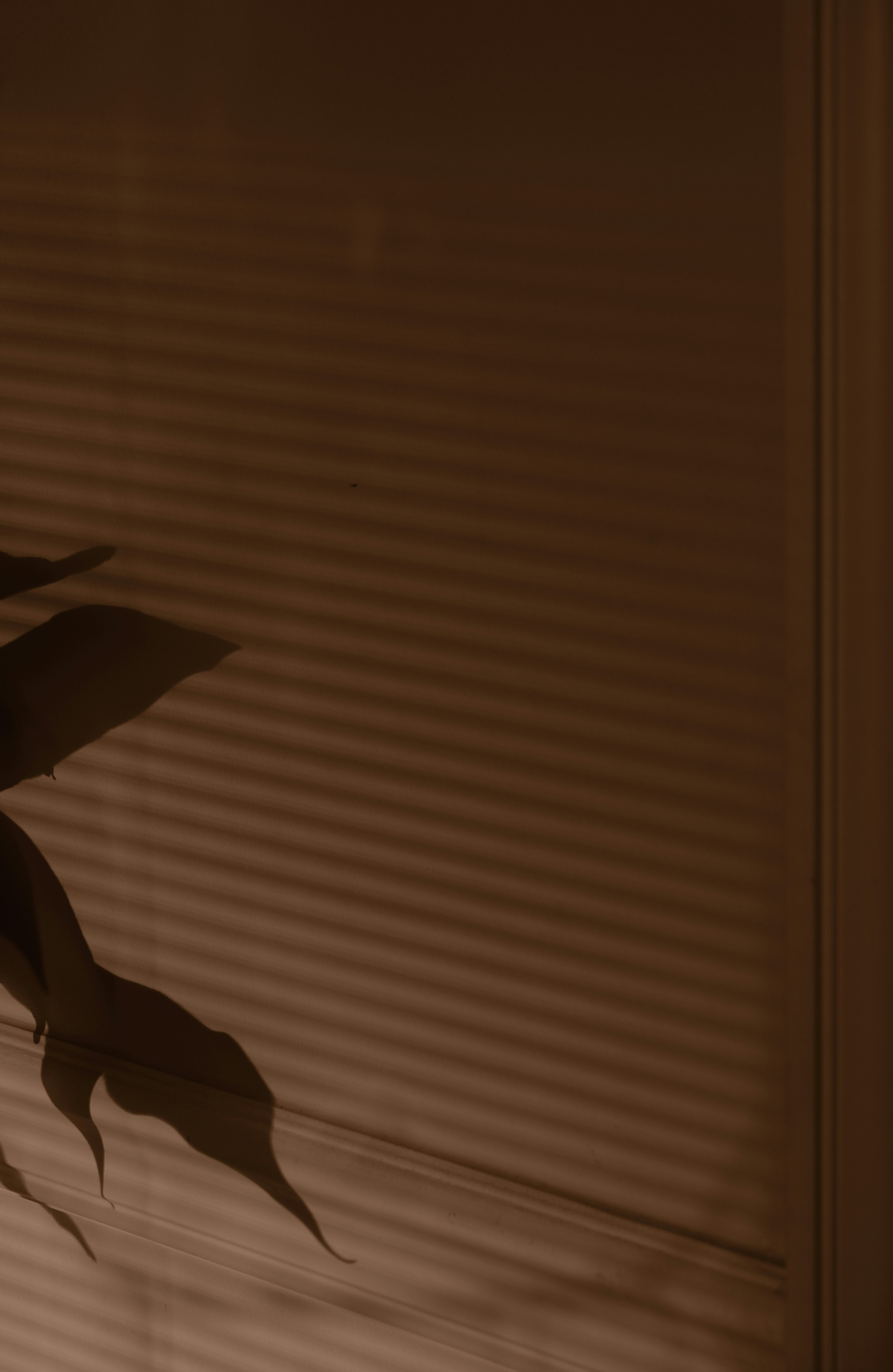 Whispers of Light and Shadow