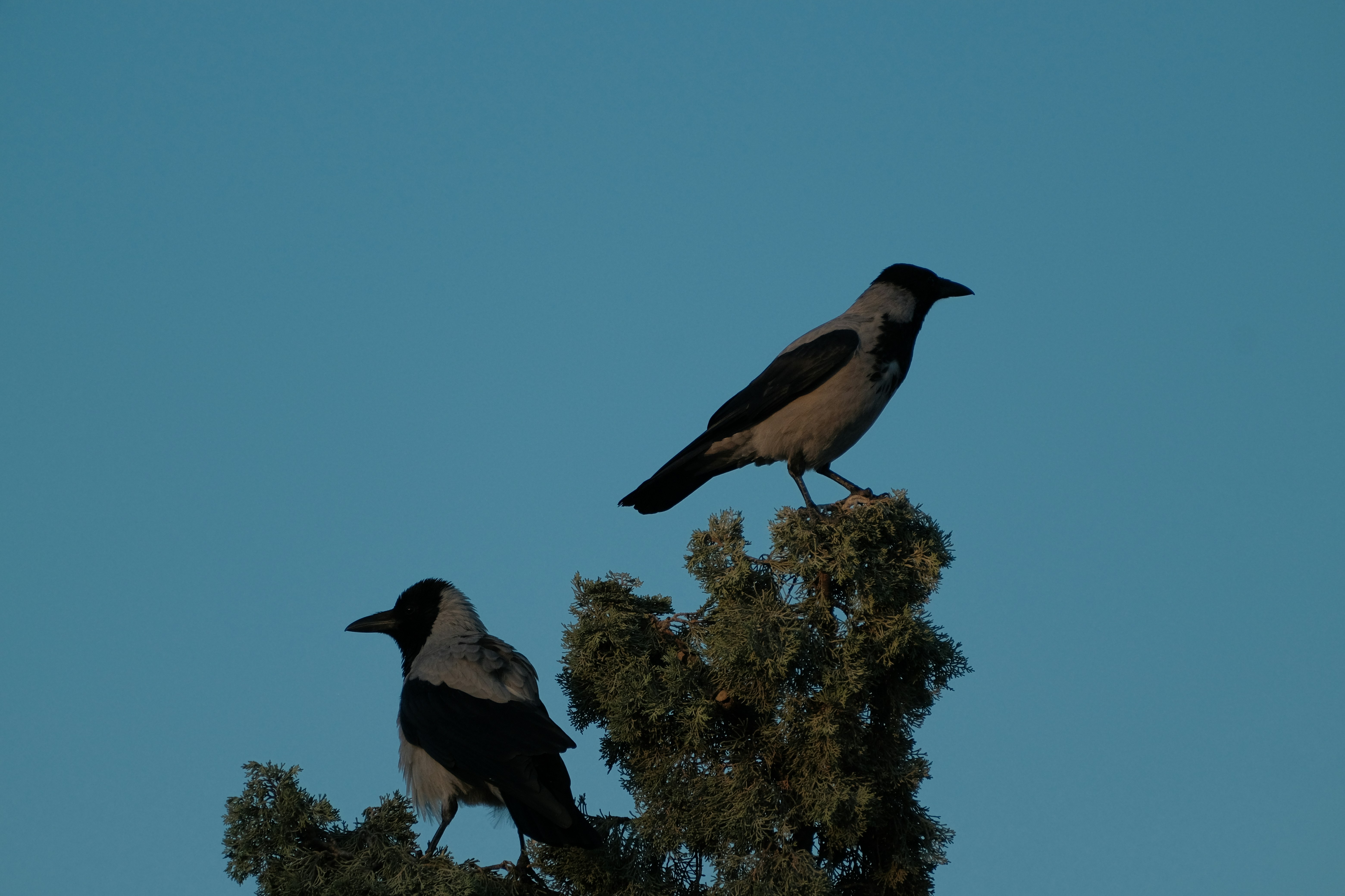 Twin Crow Silhouettes Perched on a Pine Peak Under an Azure Sky