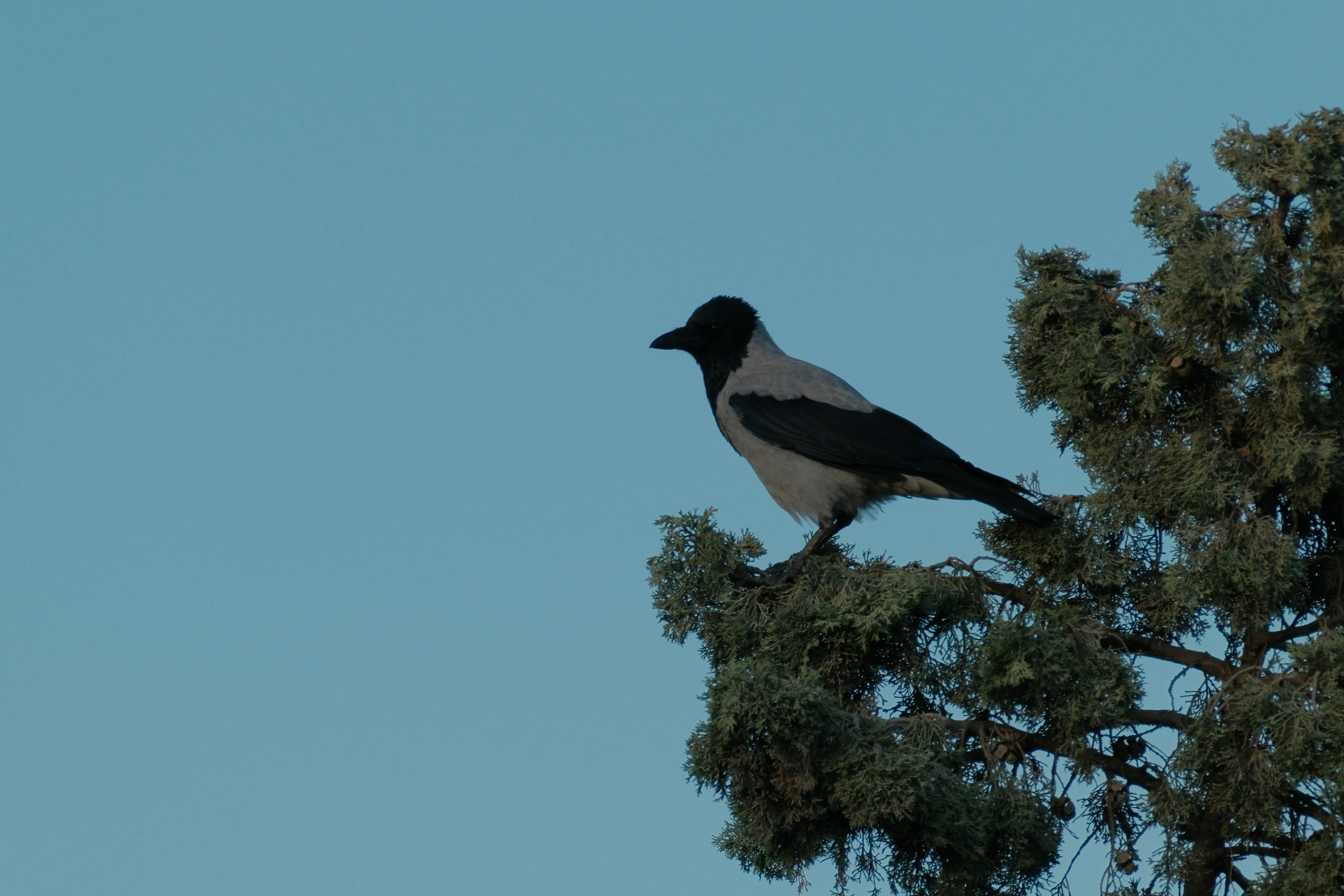 Silent Sentinel: A Crow's Watchful Gaze