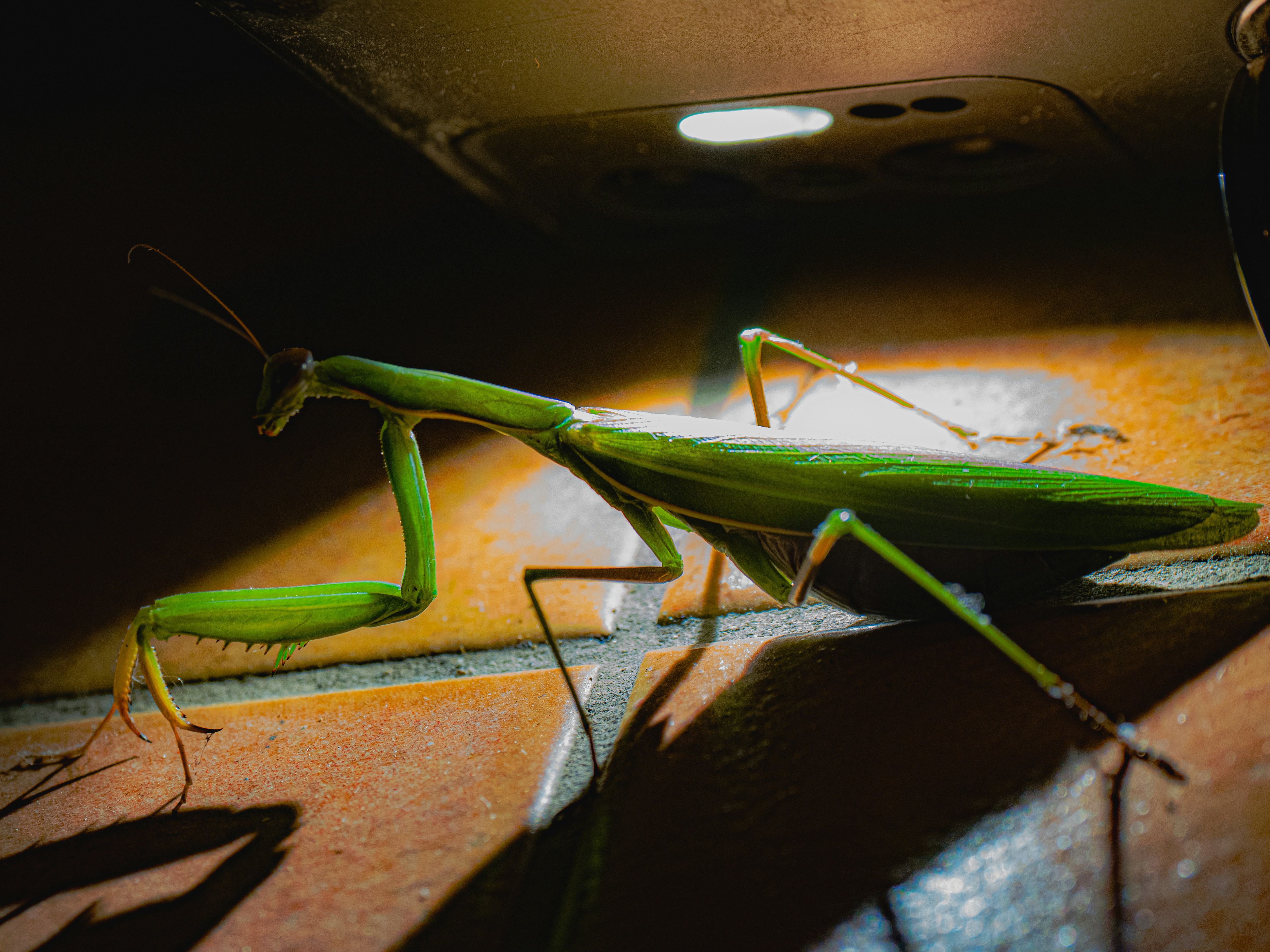 Green mantis poised under soft light, showcasing intricate details of its limbs and exoskeleton. The warm tones of the surface enhance the creature's vibrant colors.
