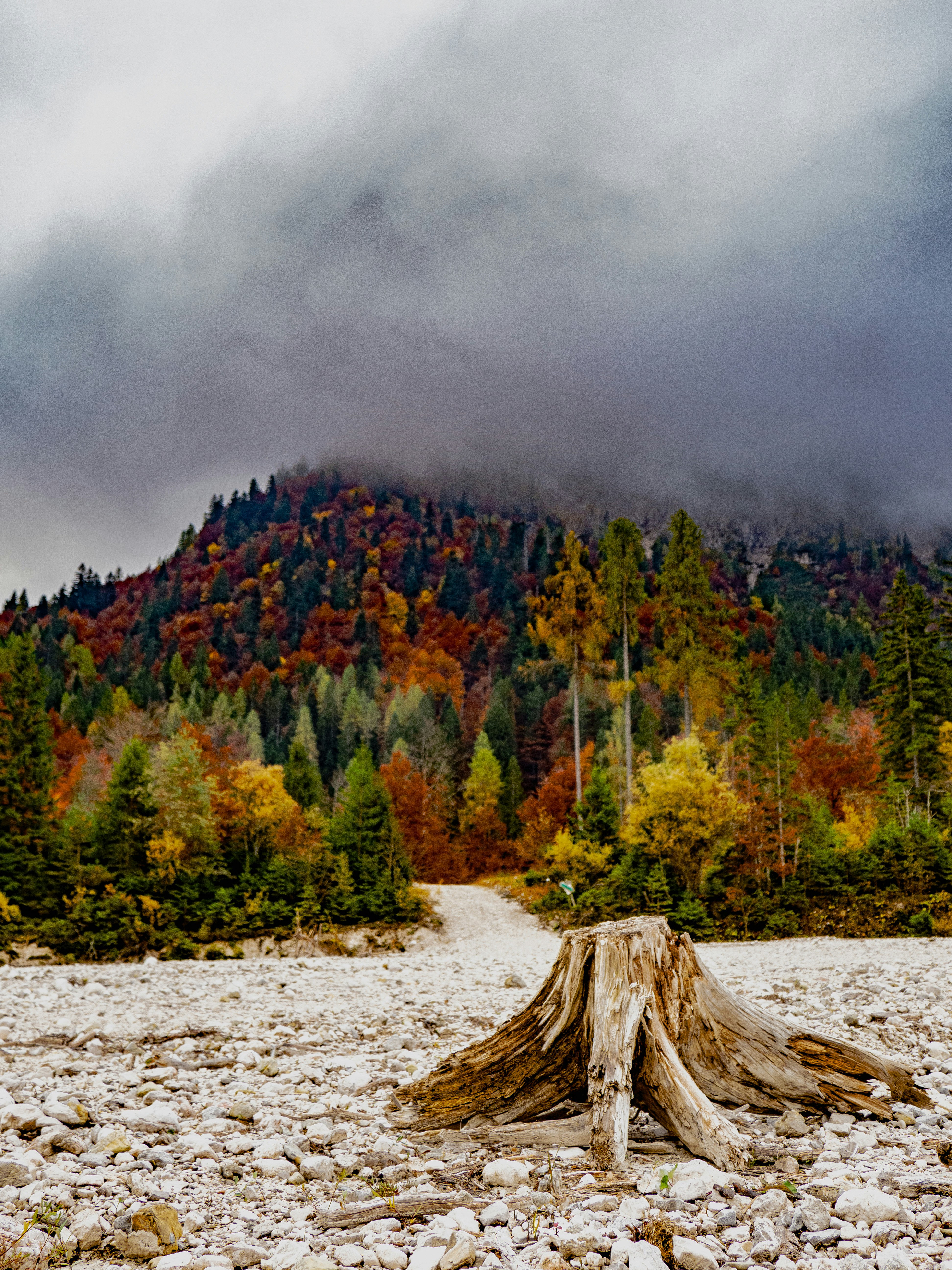 A weathered tree stump stands amidst a rocky riverbed, framed by vibrant autumn foliage and looming clouds above.