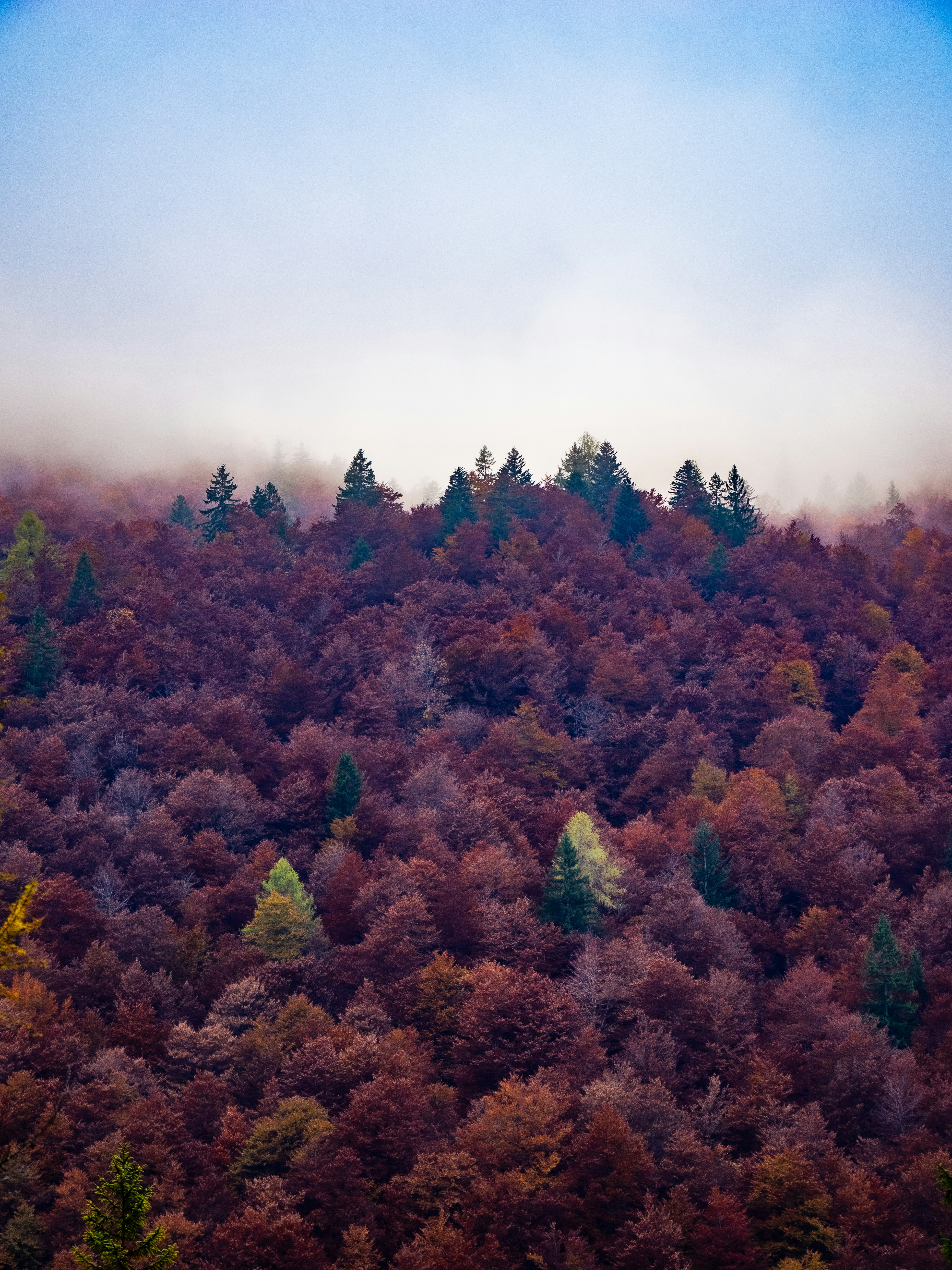 Misty autumn forest with red and green trees.