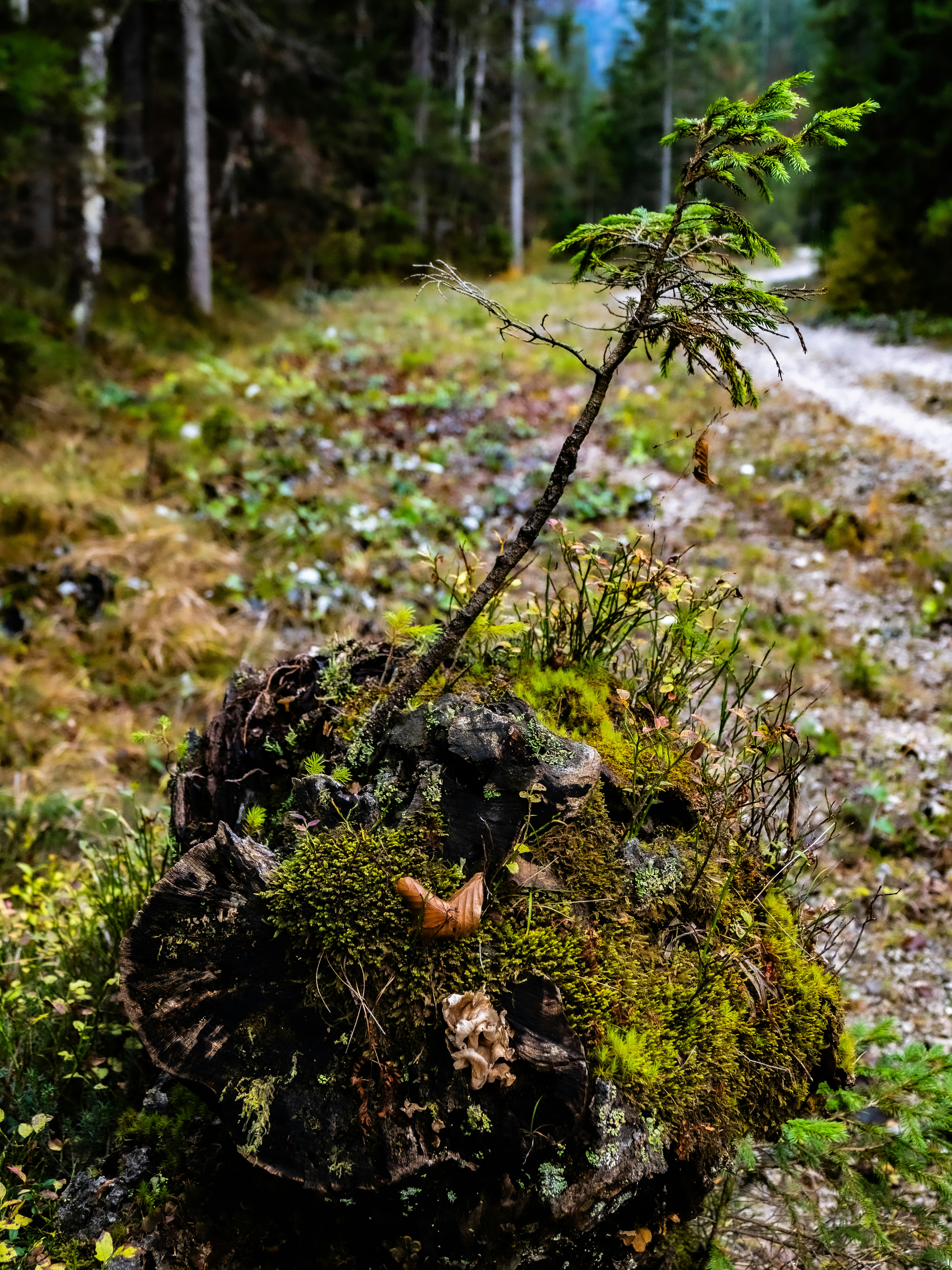 A small tree grows from a mossy stump.