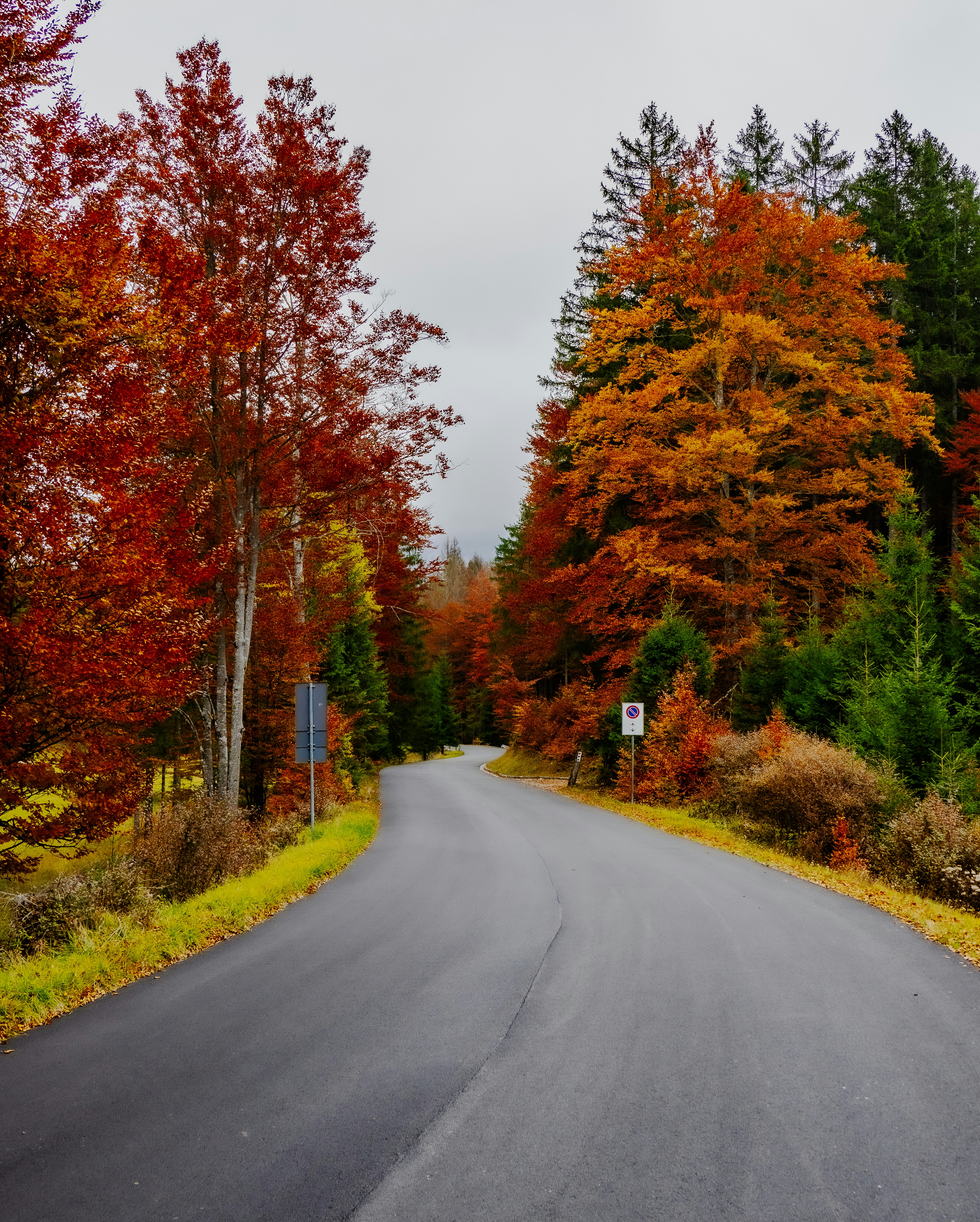 A winding road through an autumn forest