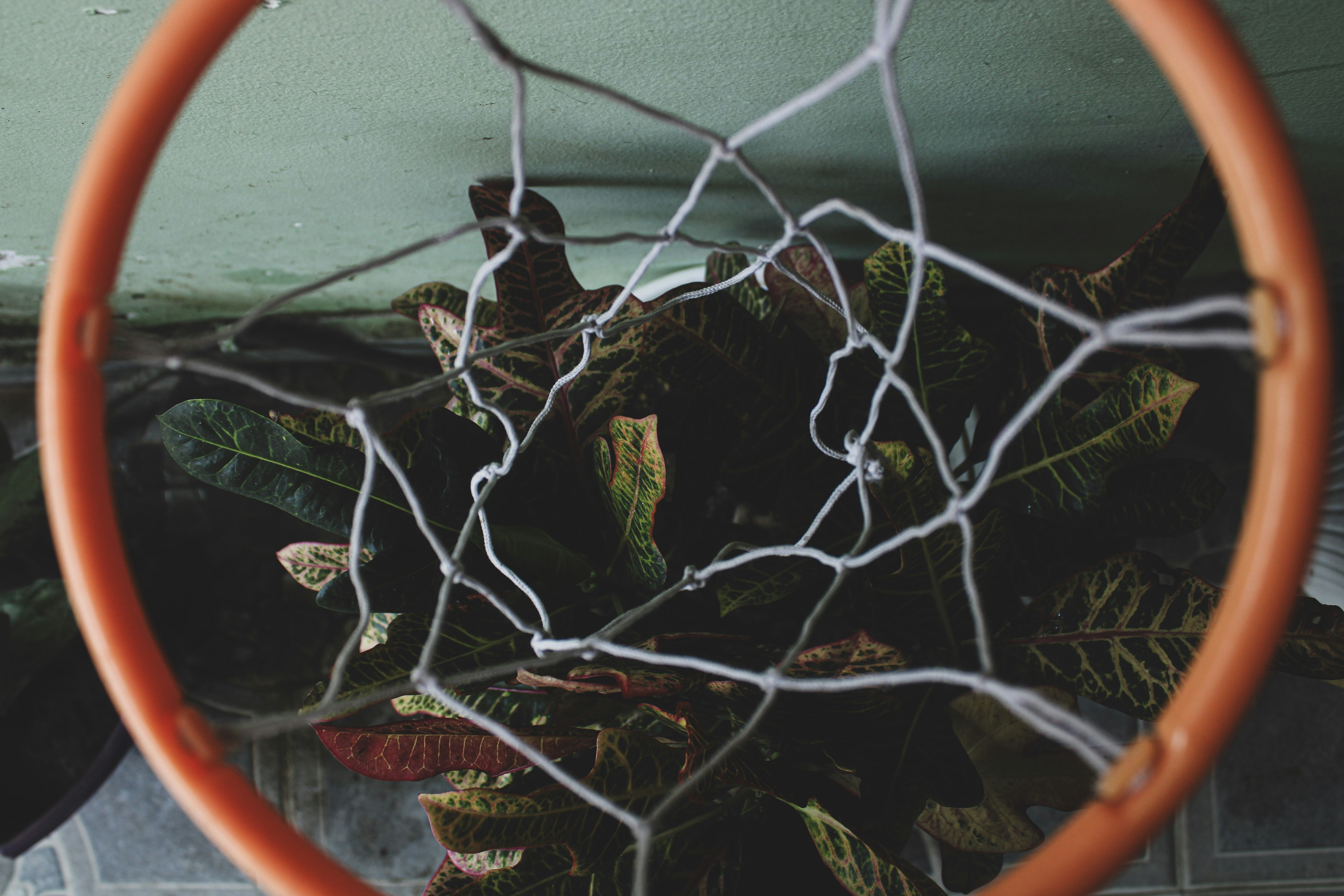A basketball hoop viewed from above, surrounded by vibrant green and red foliage, creating a unique juxtaposition of sport and nature.