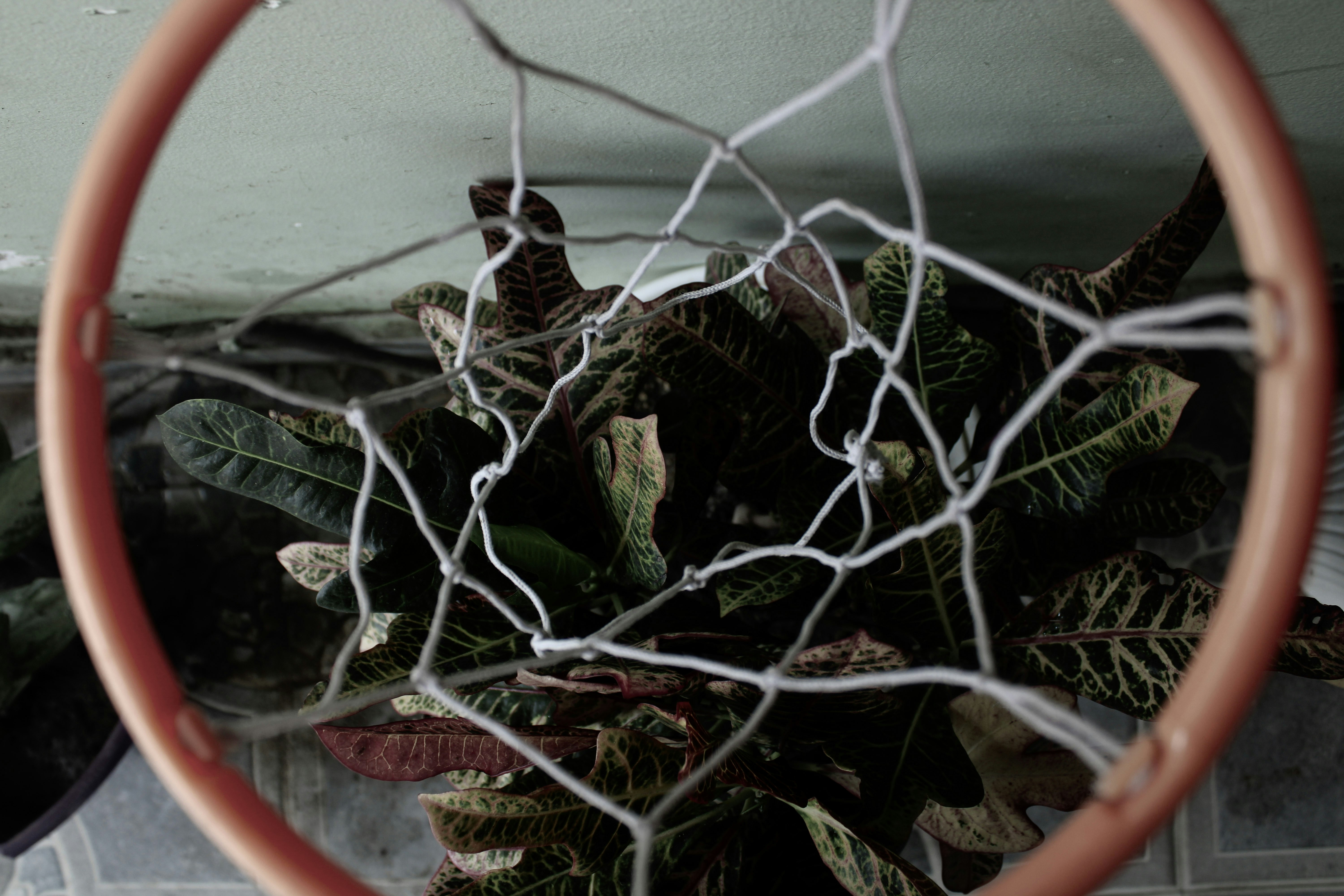 Hoop in Focus: Net Framing a Quiet Patch of Indoor Foliage