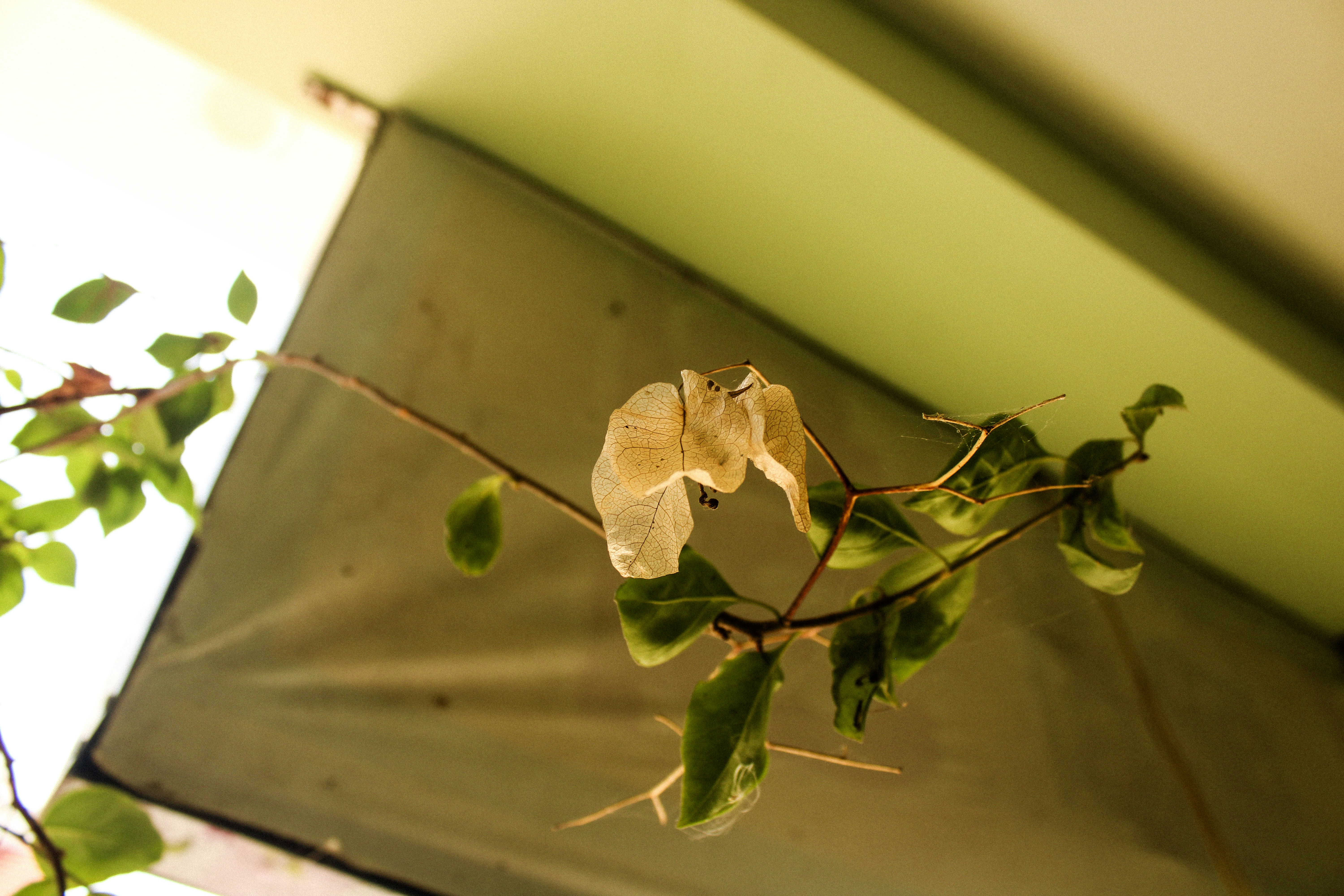 Whispers of Nature: A Leaf's Journey