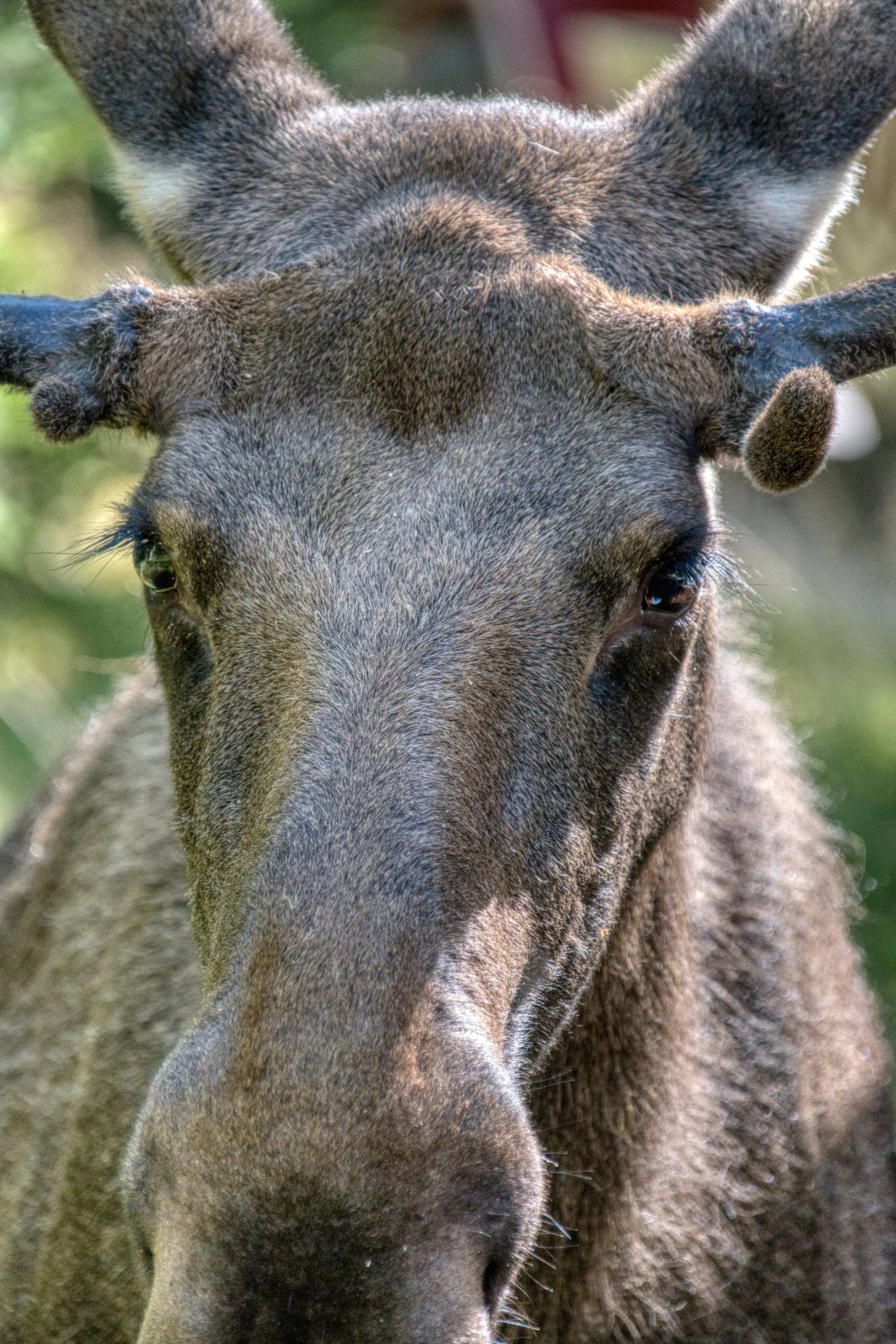 Gros plan du visage d’un orignal avec de grands bois photo – Image ...