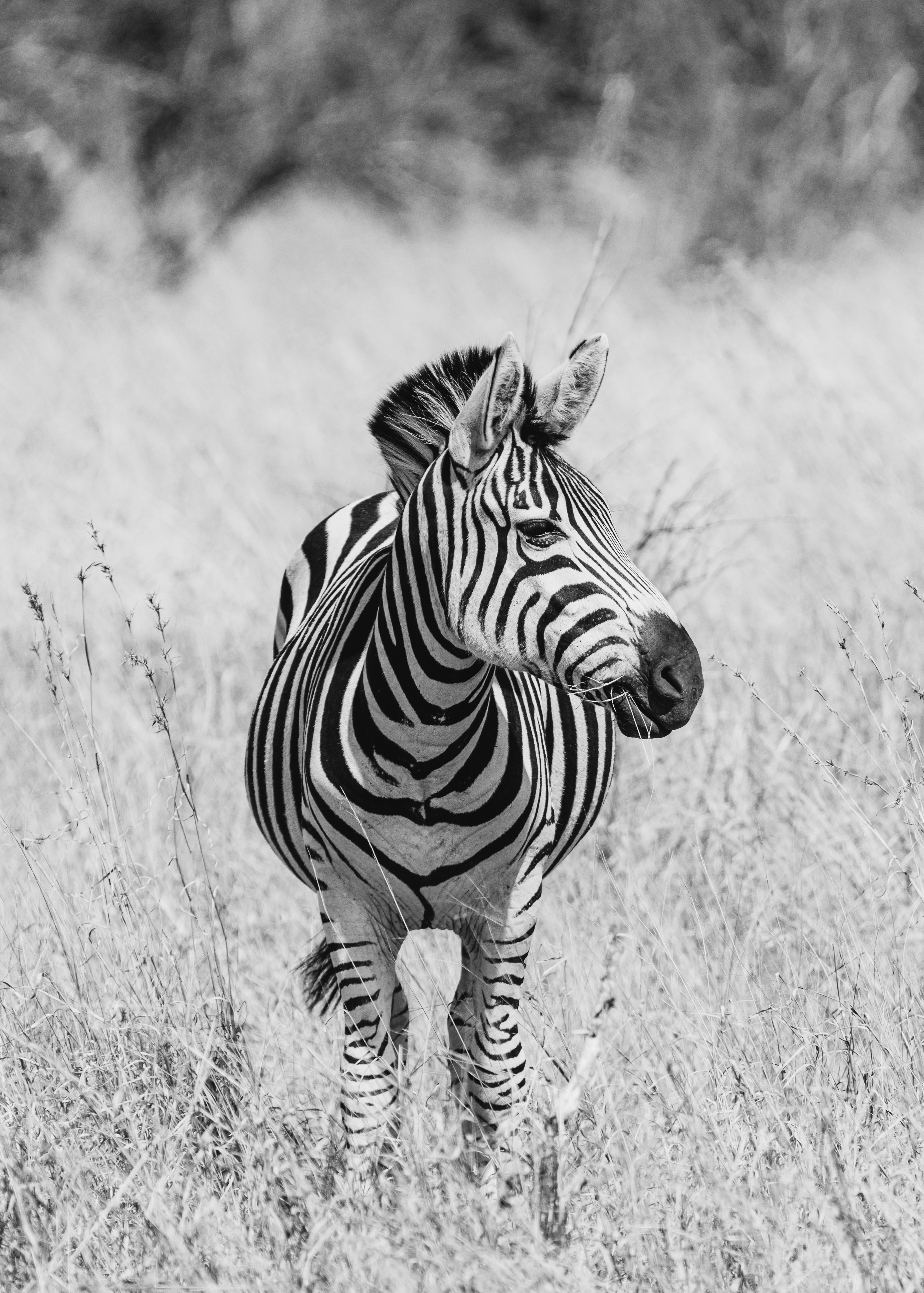 Zebra chews on grass in Kruger National Park, South Africa. | A zebra stands in tall dry grass.