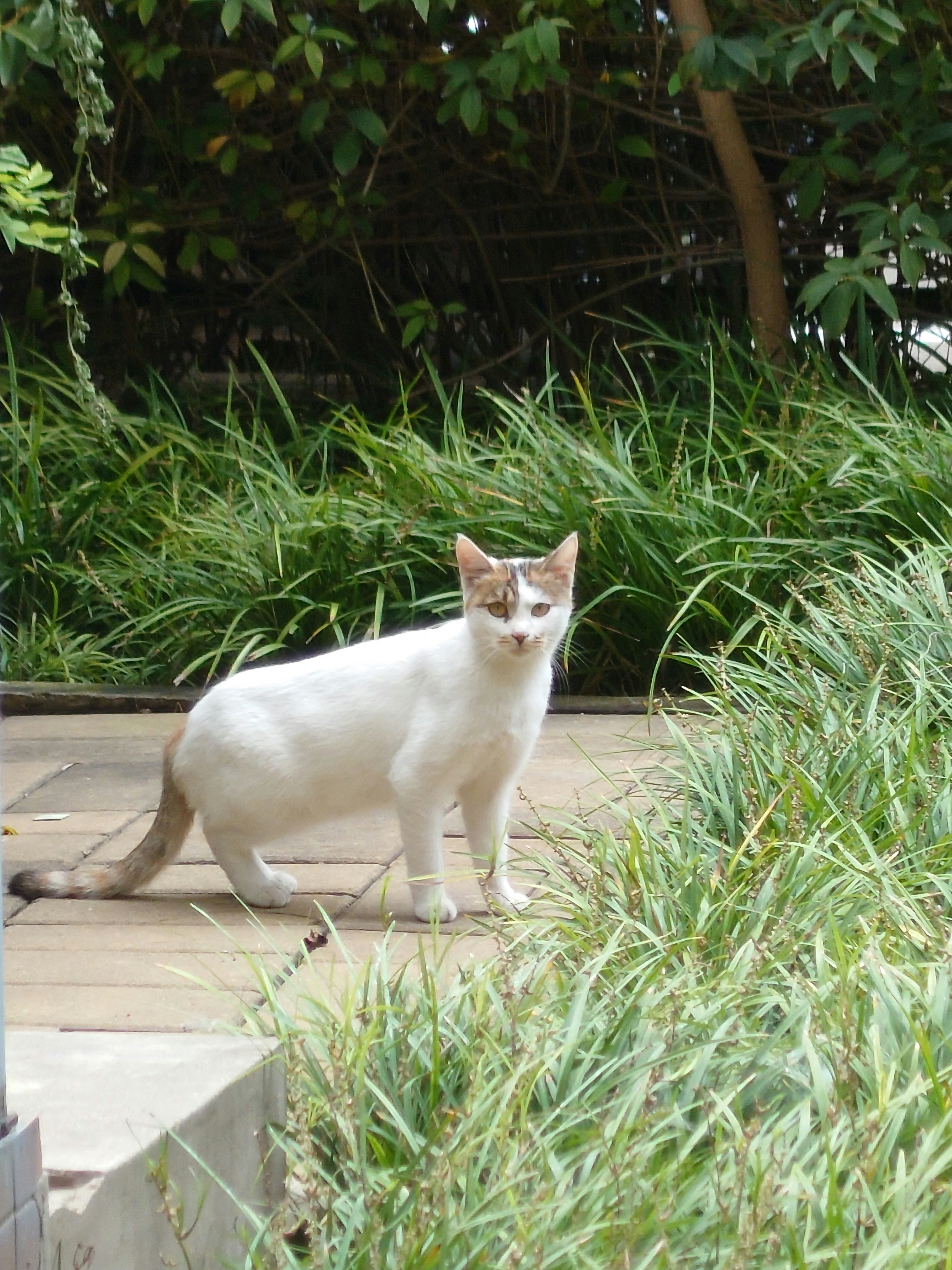 Whiskered Wanderer in Greenery
