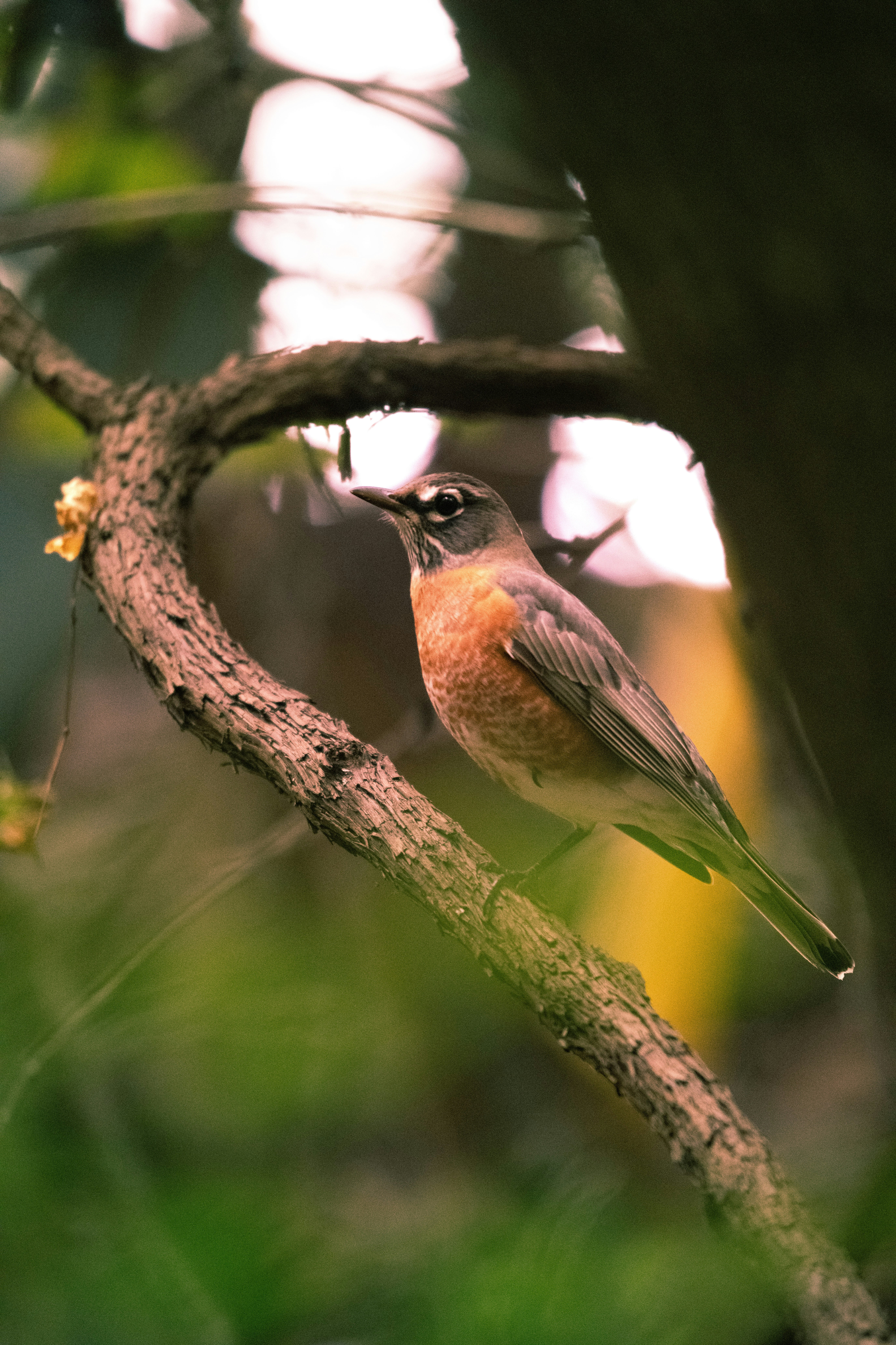 A robin perched on a tree branch