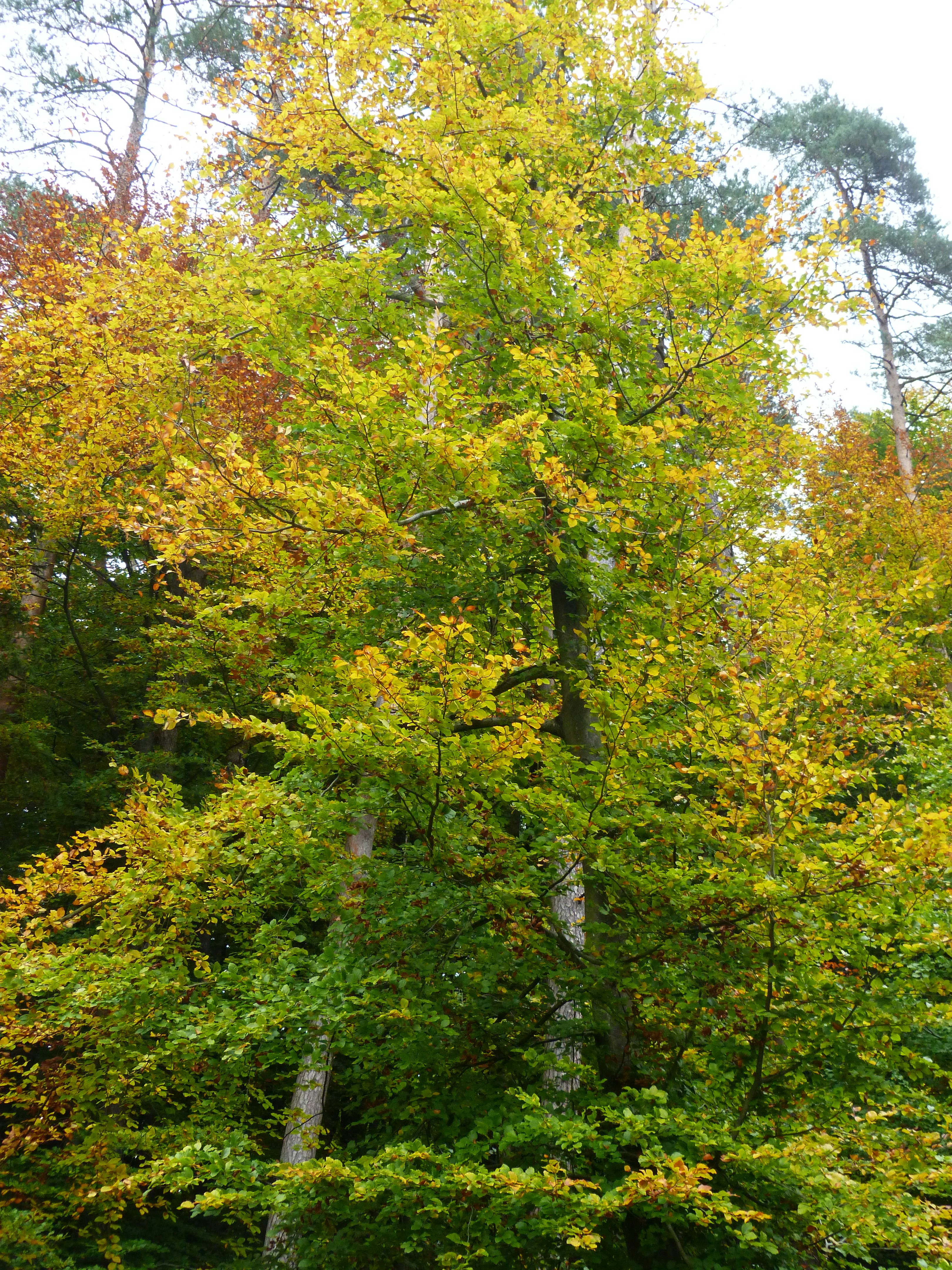 Tall trees with yellow and green autumn leaves