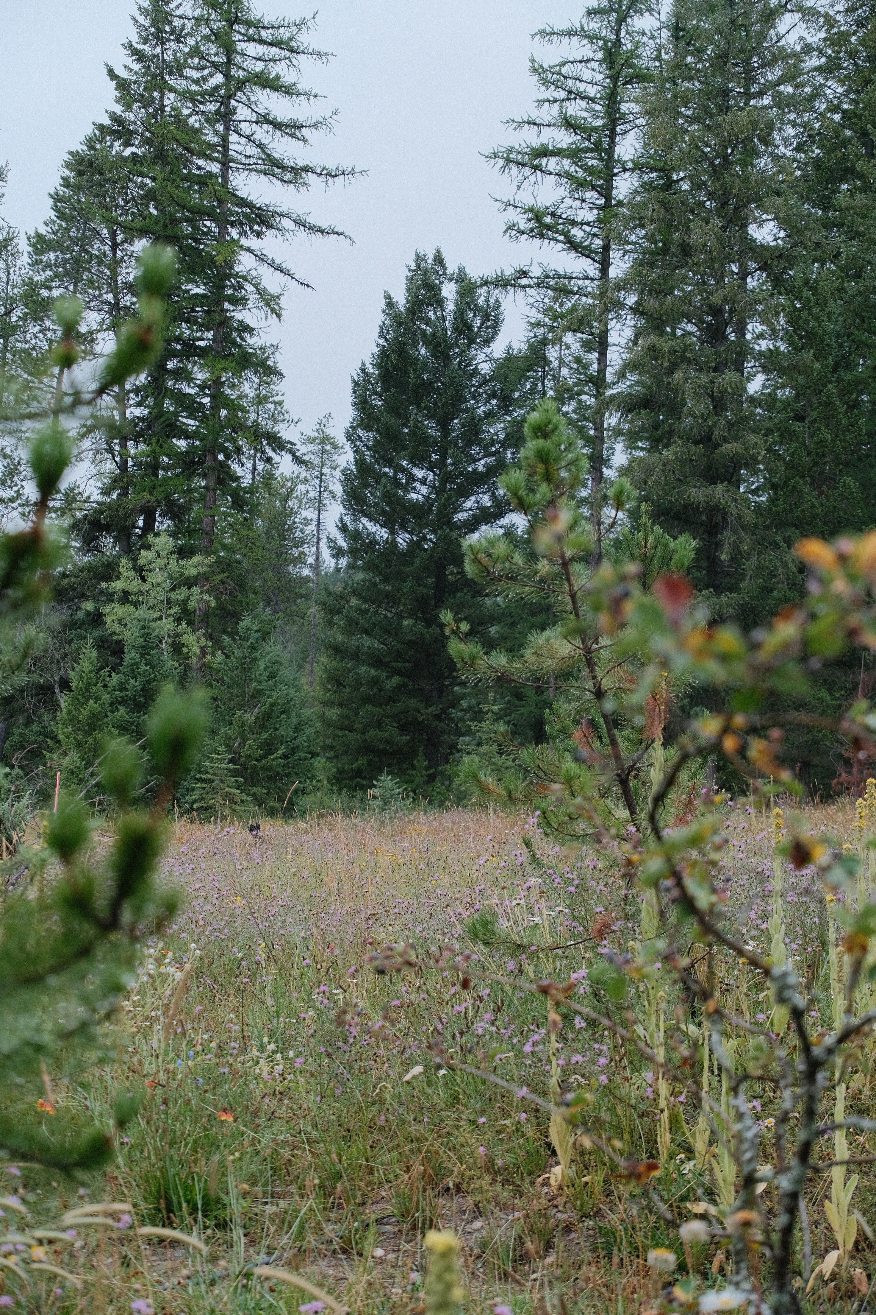 Whispers of the Forest: A Verdant Embrace