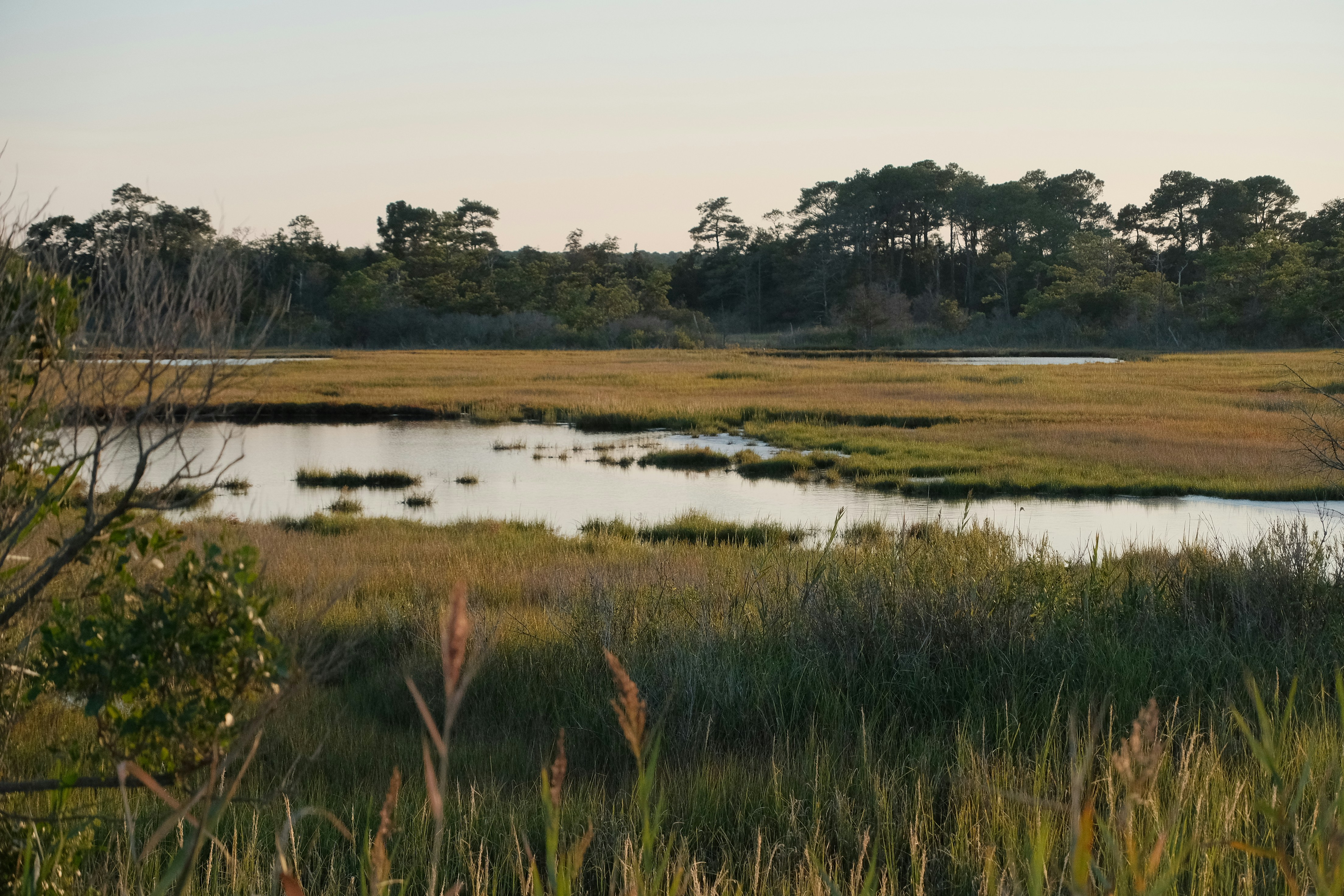 Vast marshland with tall grasses and a calm water body reflecting the surrounding trees at dusk.