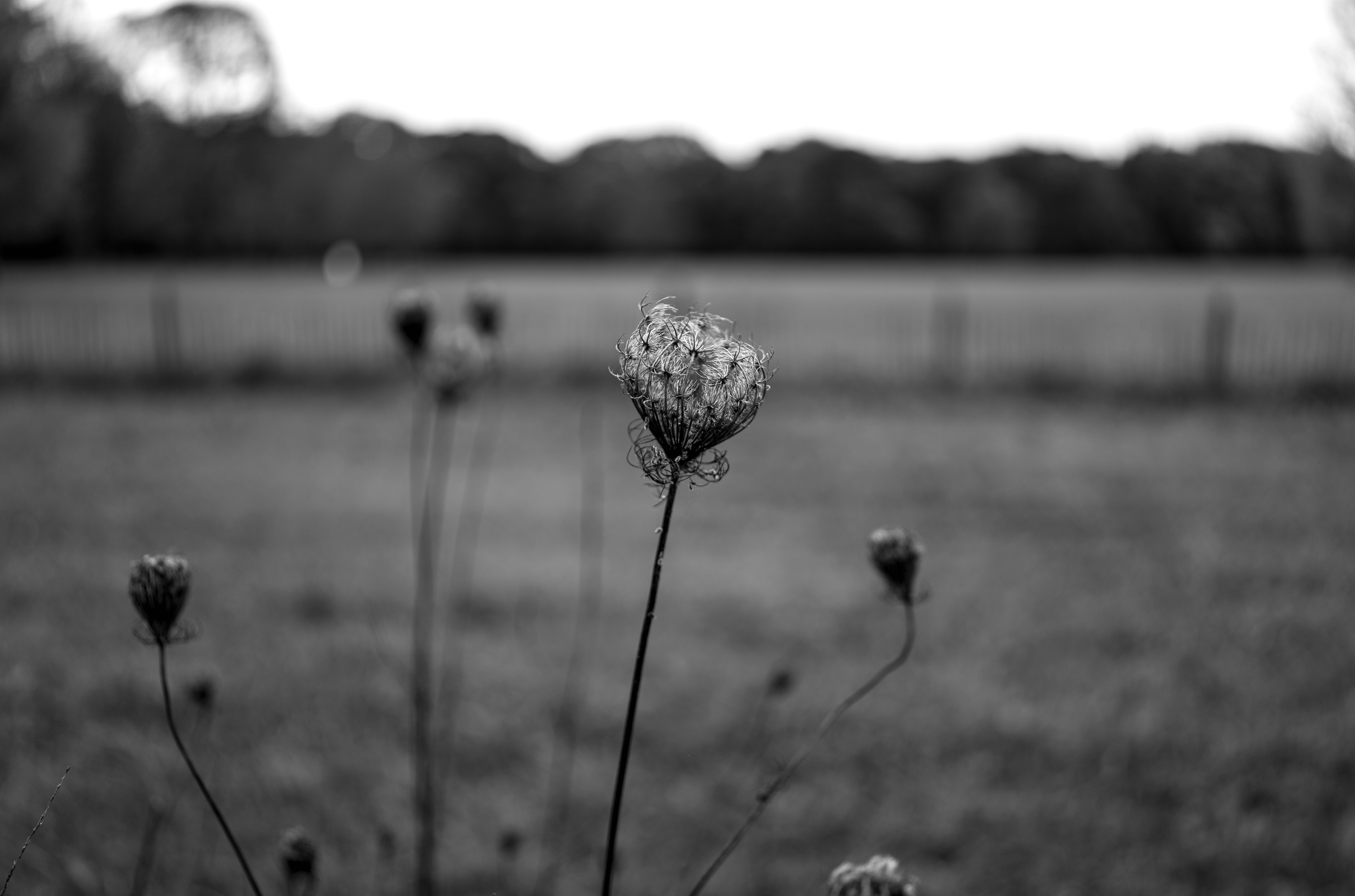 Whispers of Nature: A Delicate Bloom in Monochrome