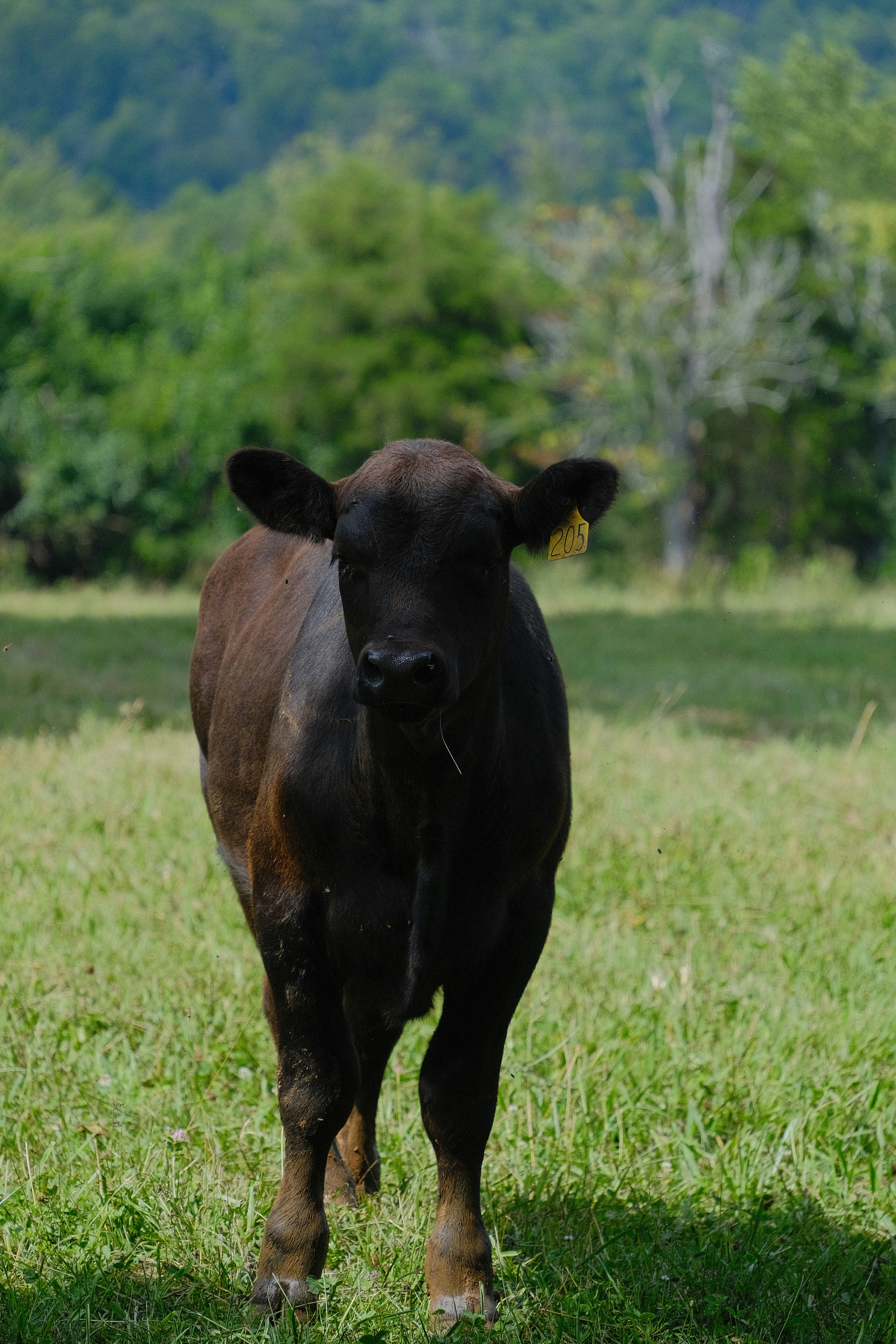 Gentle Grazing: A Portrait of Rural Life
