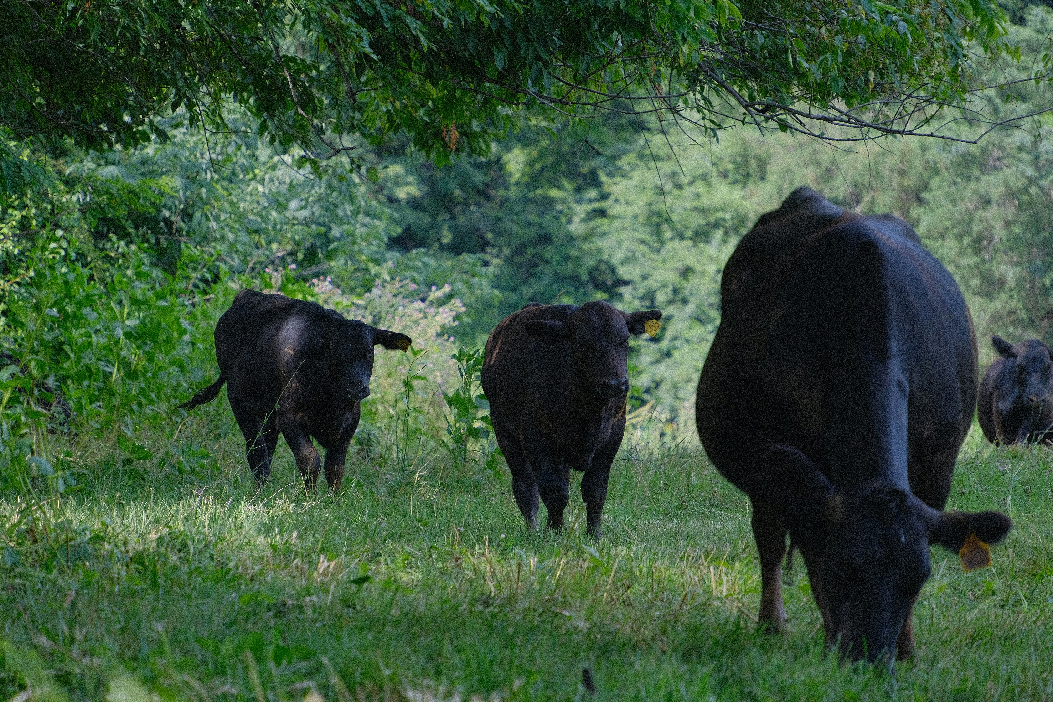 Grazing Harmony: A Quiet Moment in Pastoral Life