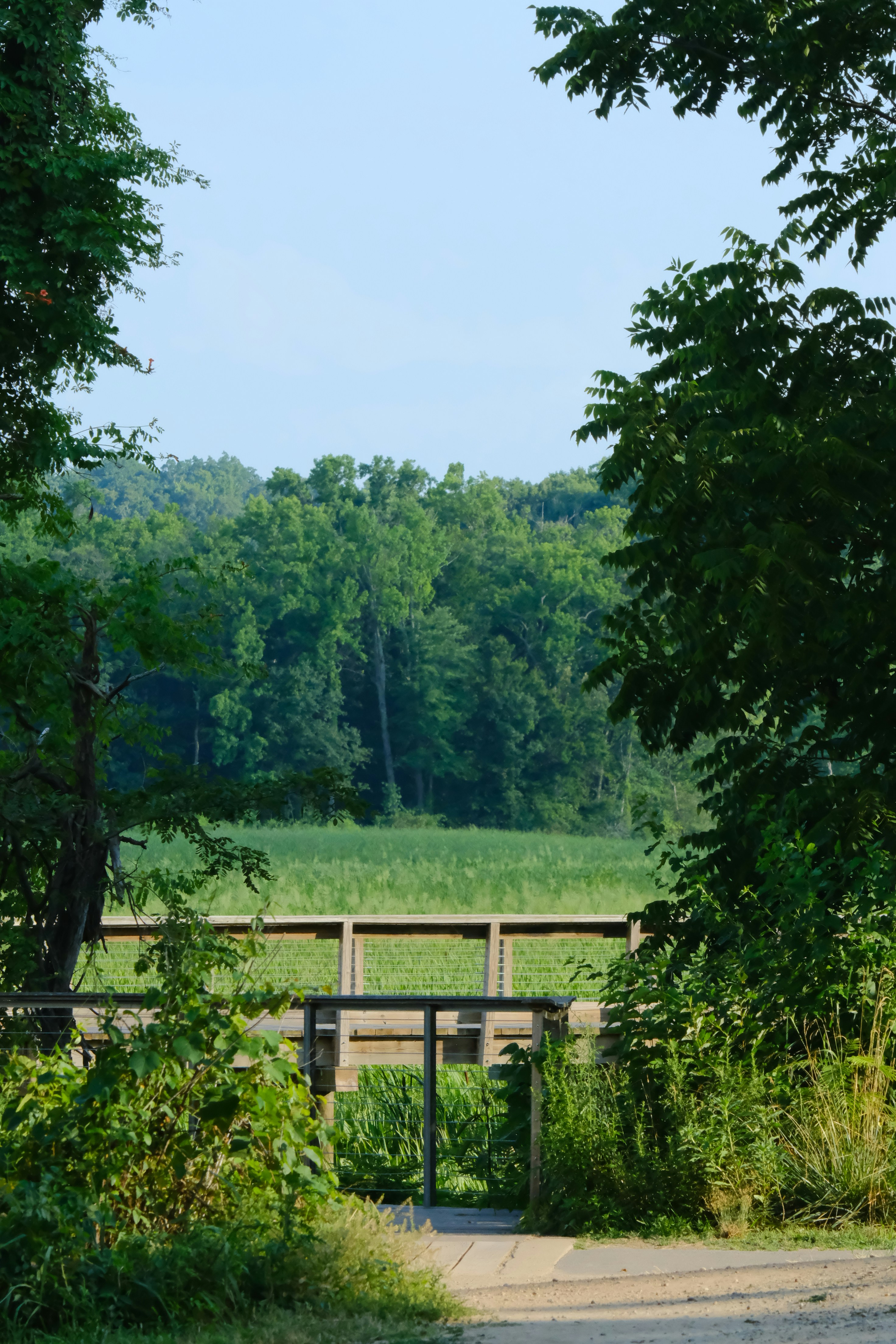 Wooden bridge over a grassy field with trees