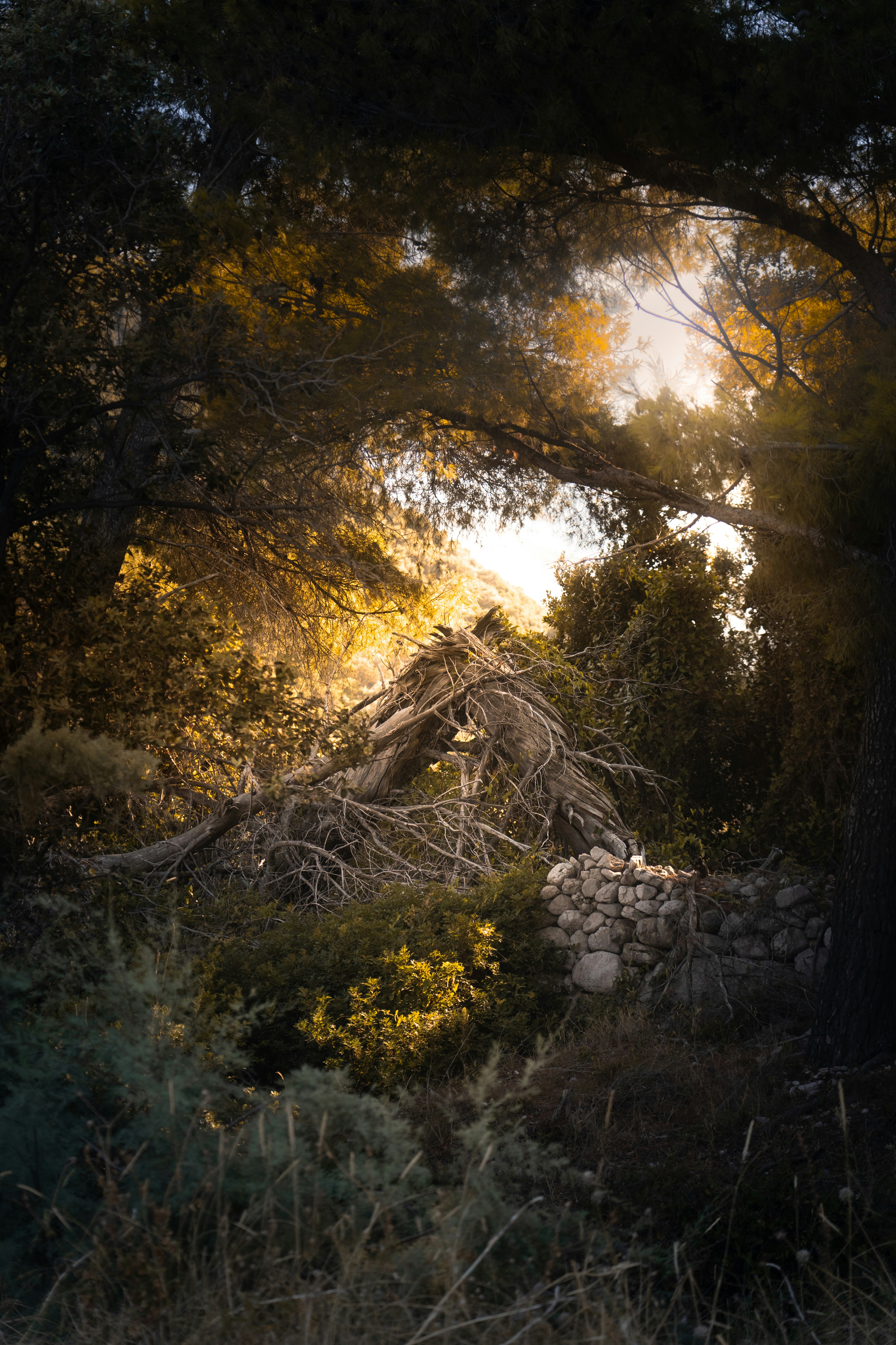 Whispers of Nature's Resilience