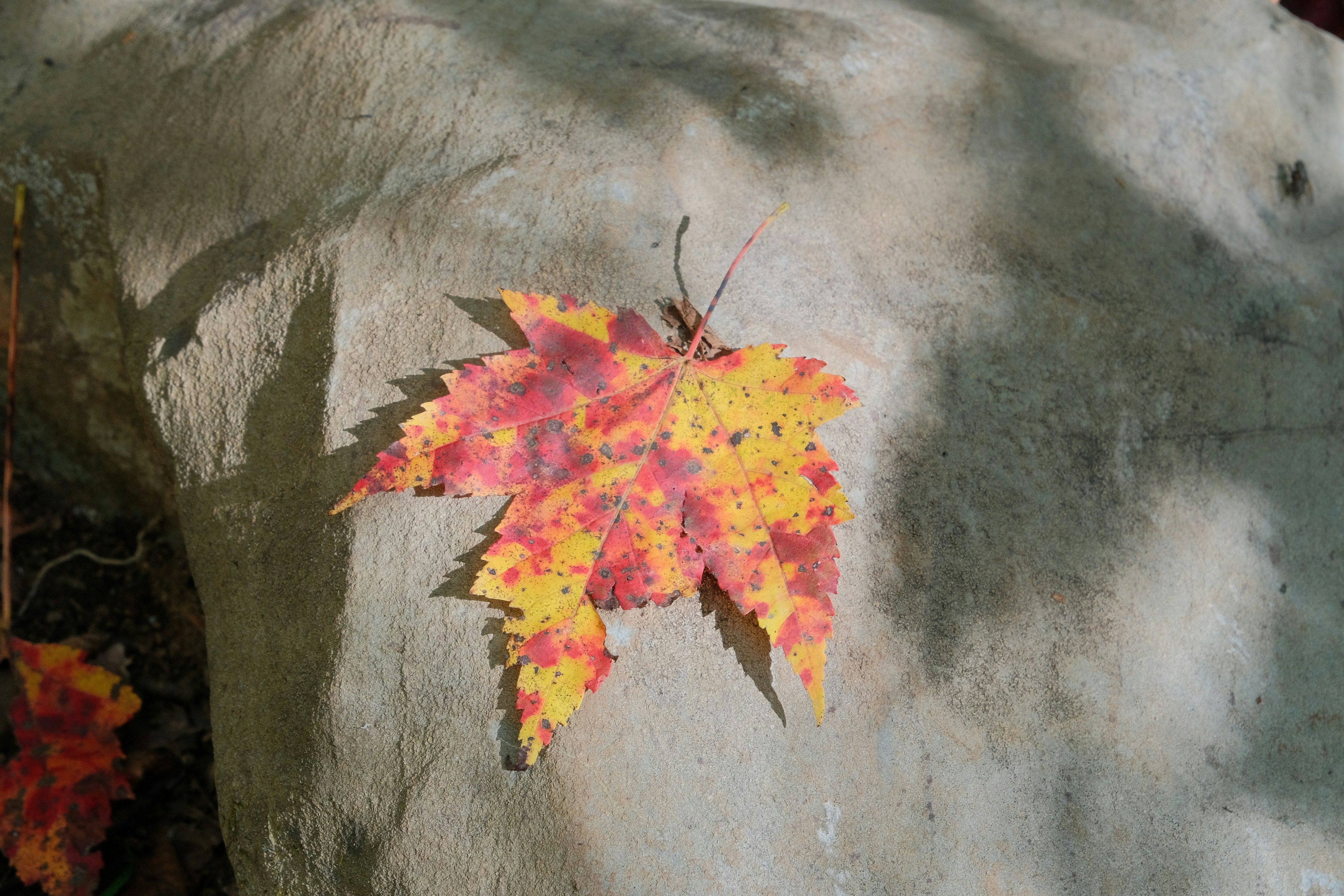 Autumn's Palette: A Leaf's Lively Farewell