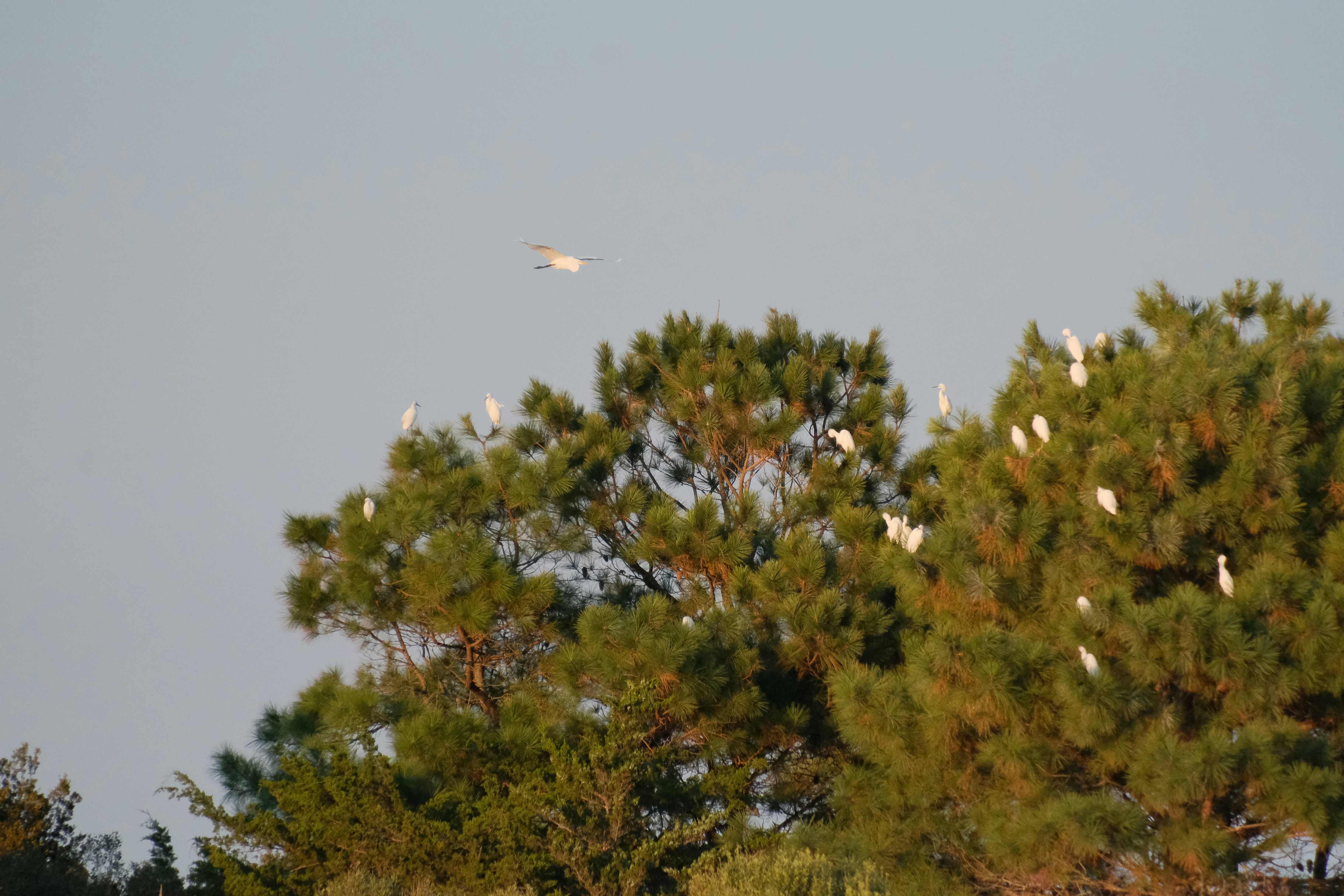 Harmony Among the Pines: A Bird's Retreat
