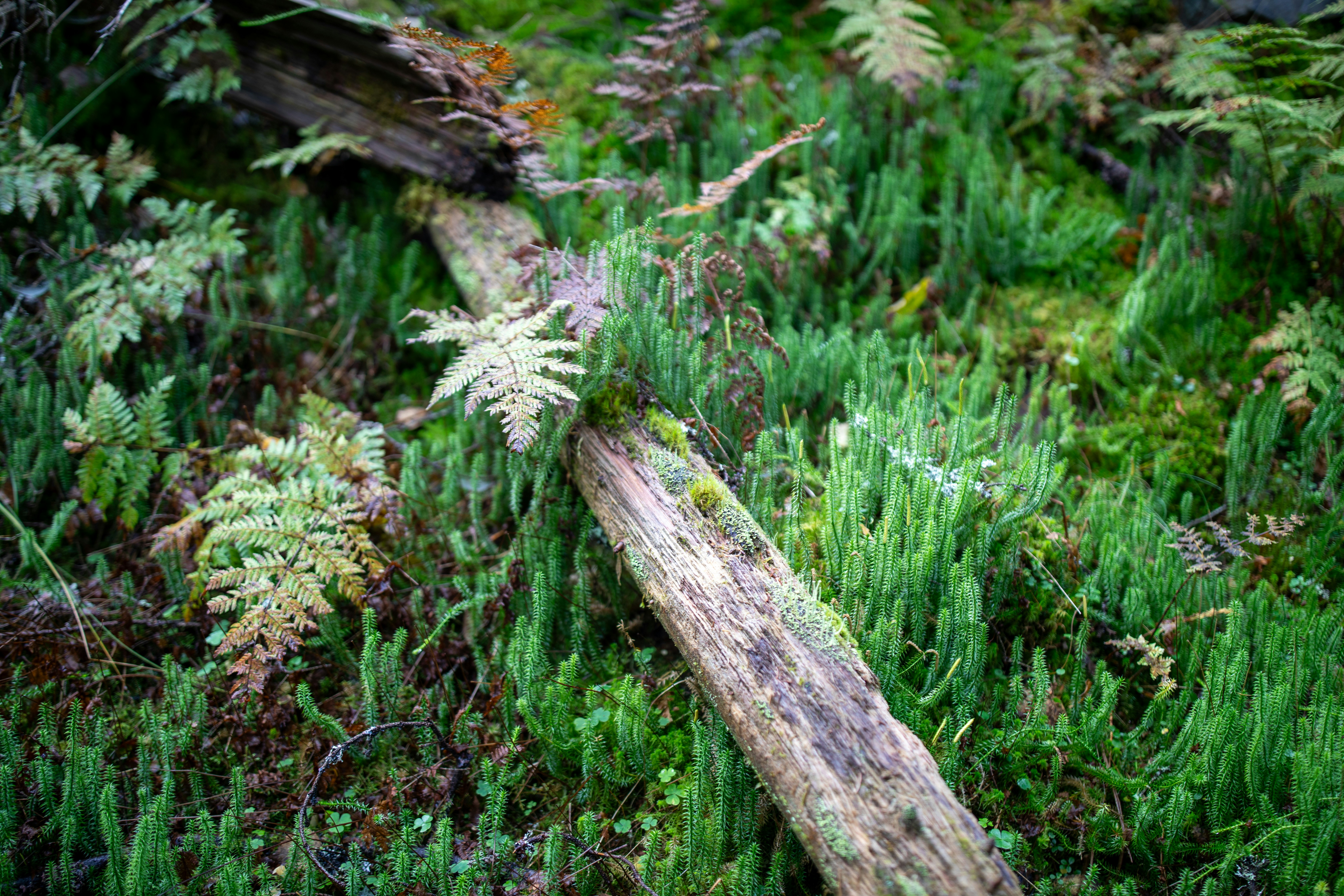 Whispers of the Forest Floor