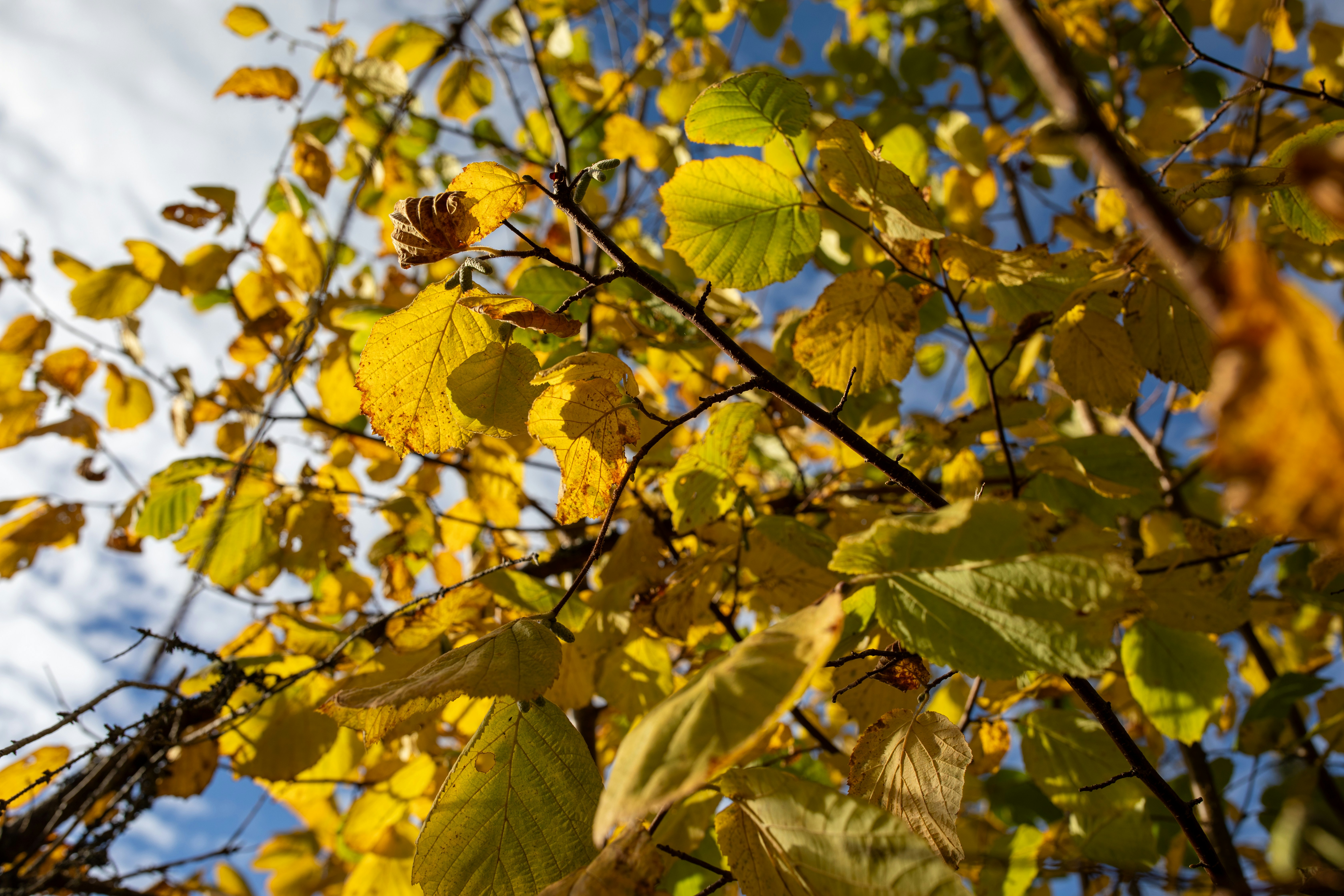 Vibrant yellow and green leaves intertwine against a backdrop of blue sky, showcasing the beauty of autumn foliage.