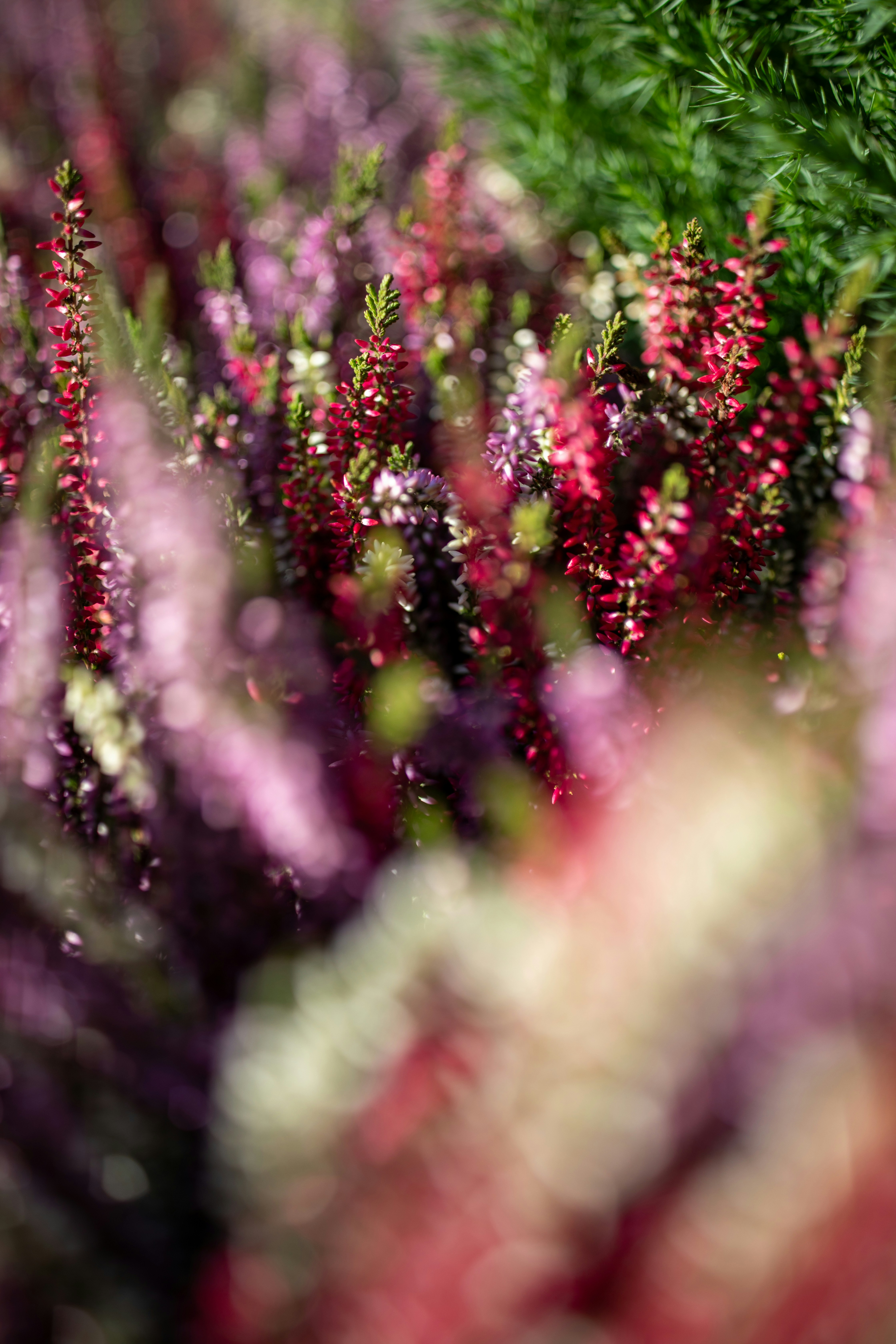 Vibrant clusters of heather in shades of purple and red create a dreamy backdrop, complemented by lush green foliage. The soft focus enhances the ethereal quality of the scene.