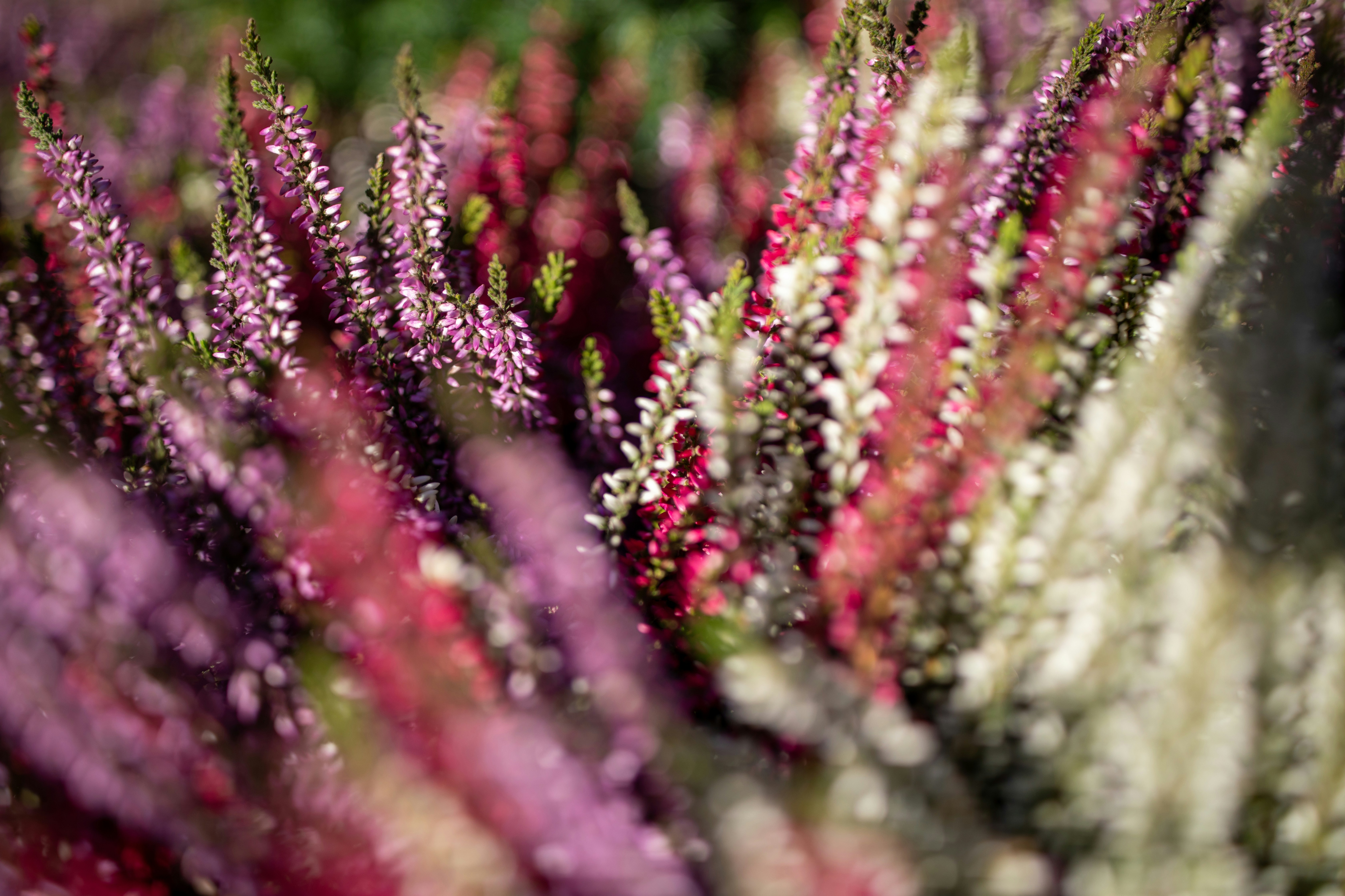 Vivid Spike: Close-Up of Colorful Heather Stems in Soft Focus