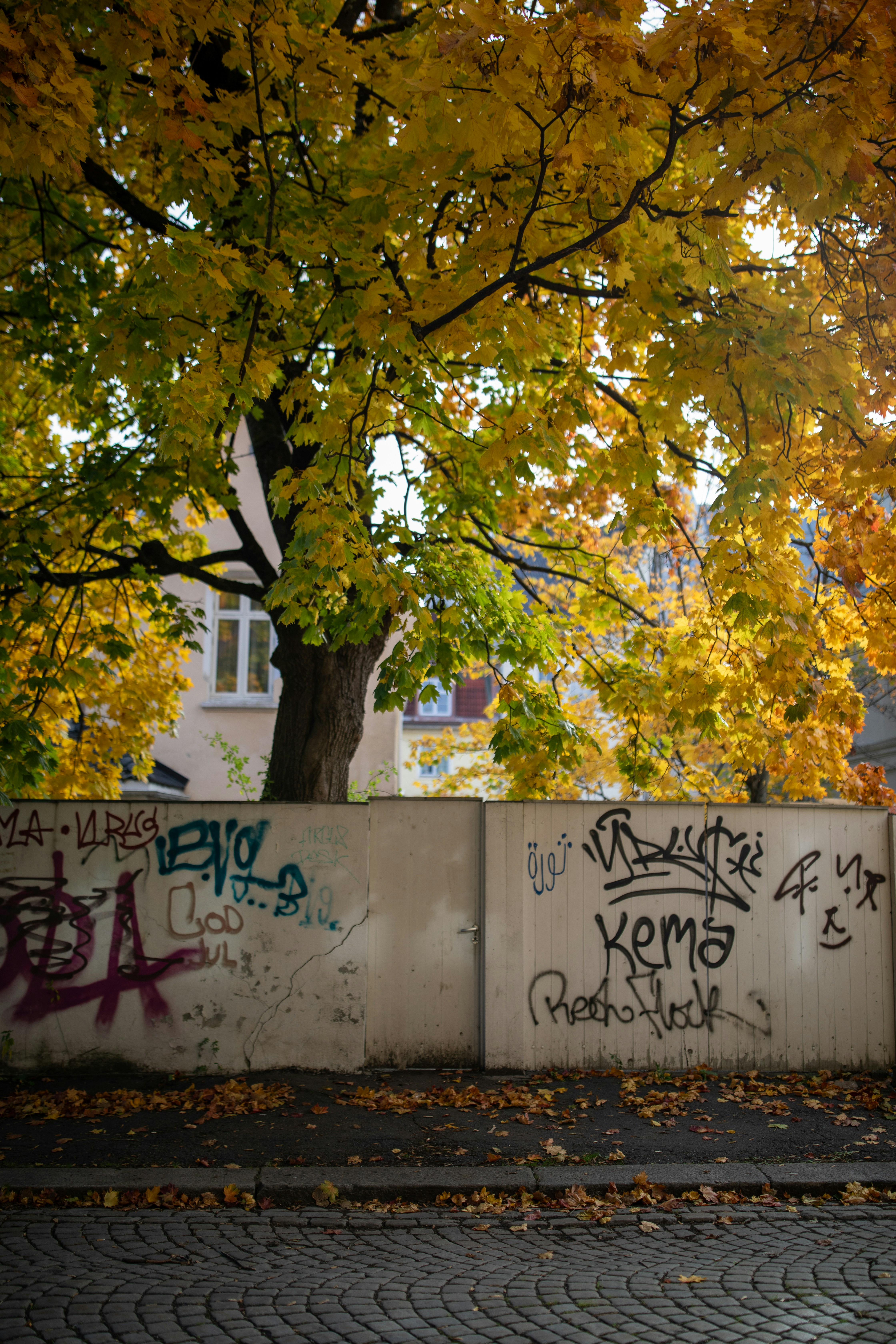 Urban Canvas: Nature Meets Graffiti