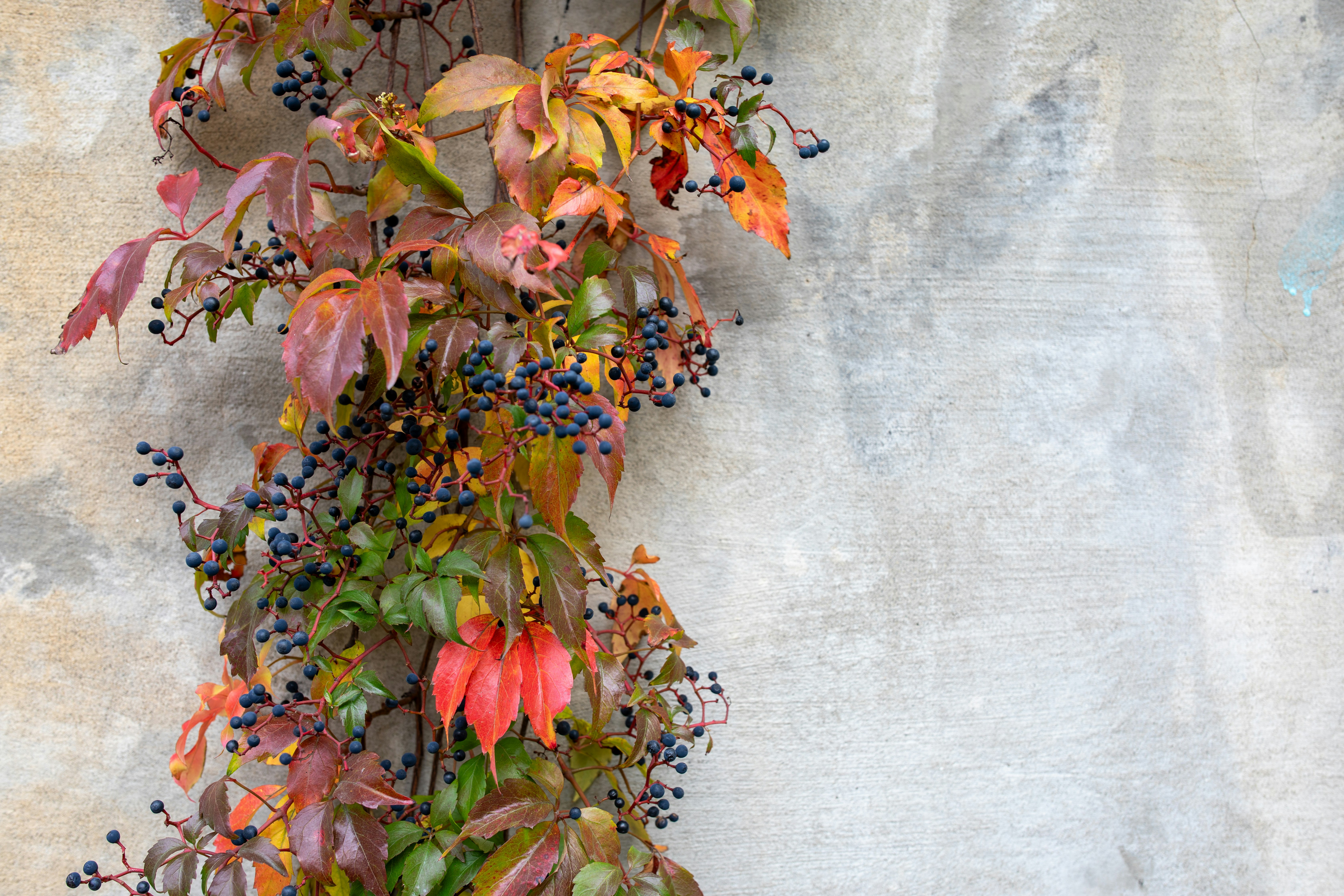 Autumnal Vines: Scarlet Leaves and Dark Berries on Weathered Concrete