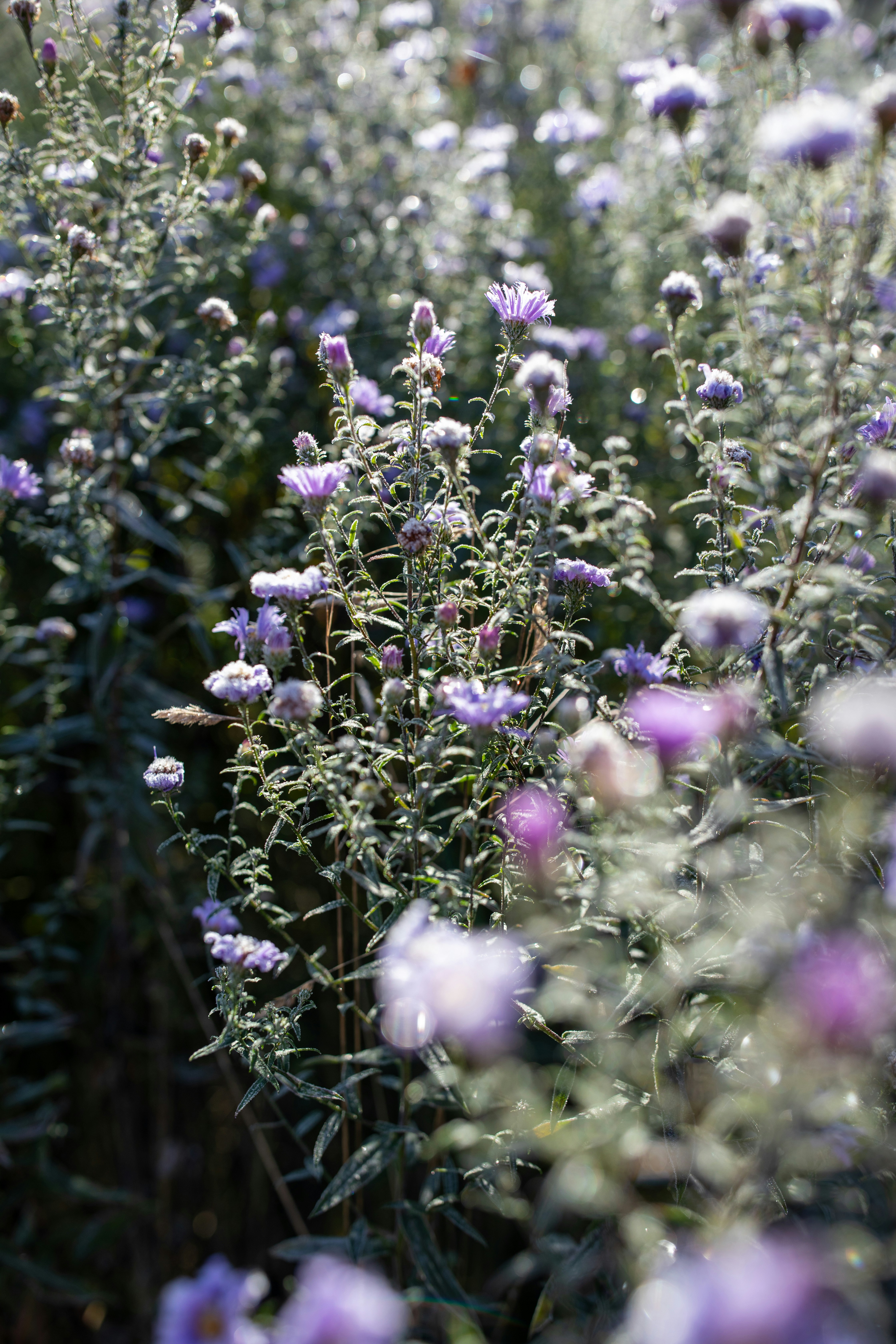 Whispers of Lavender in the Morning Light