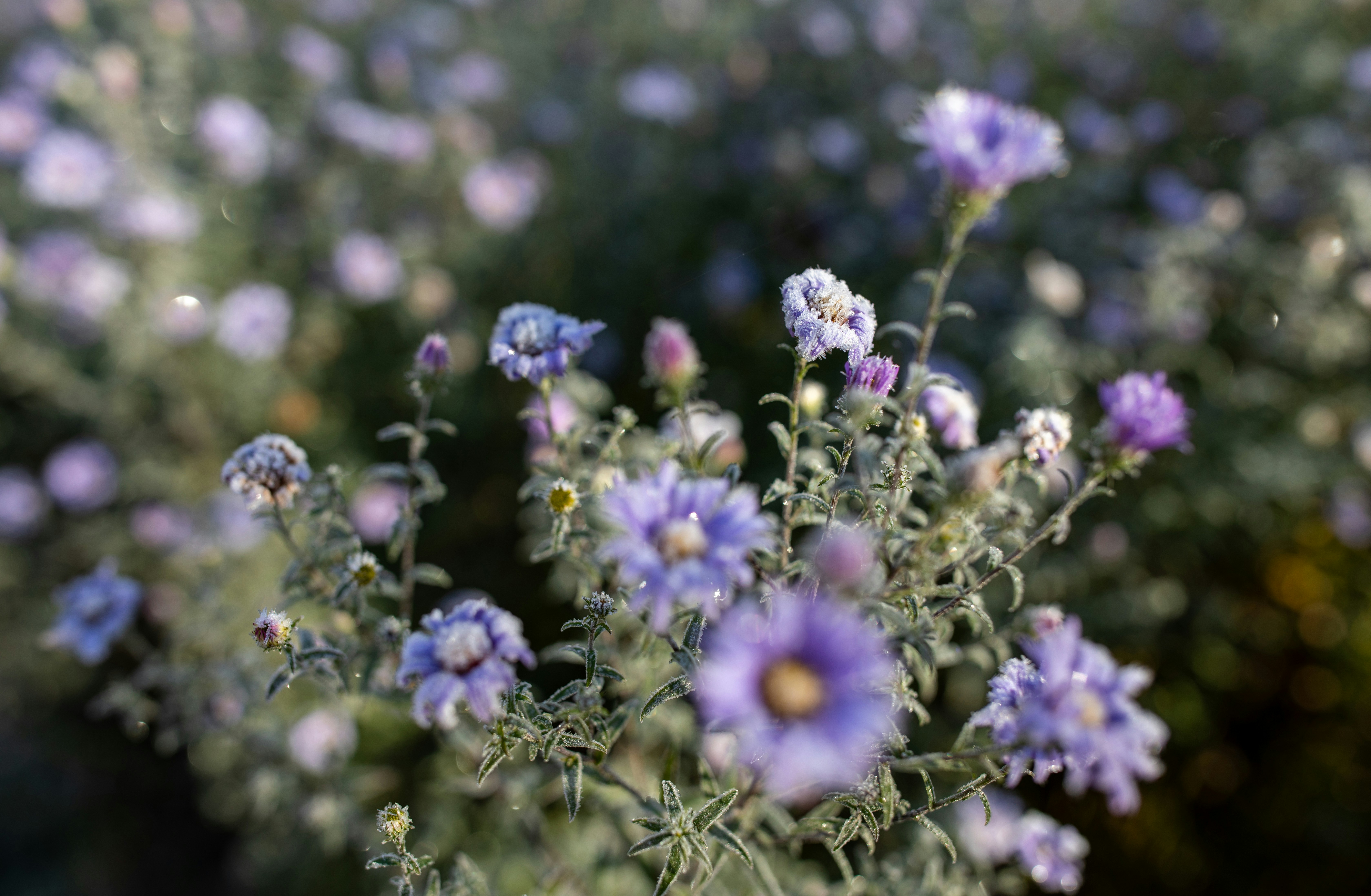 Delicate purple flowers bloom amidst a soft-focus background, capturing the tranquility of nature. The scene evokes a sense of peacefulness and harmony.