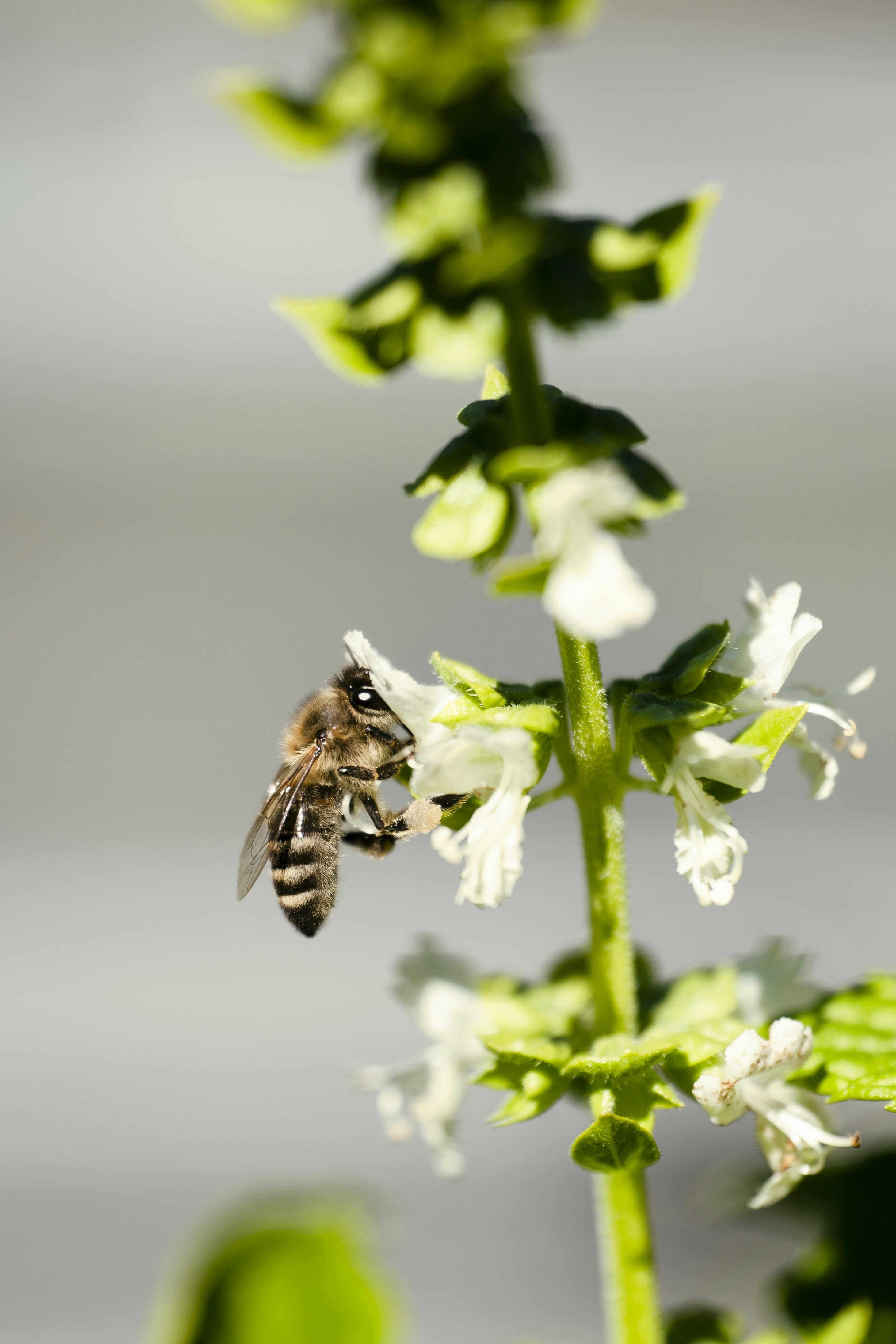 Honeybee collecting nectar from a blossom | A bee collects nectar from a white flower.