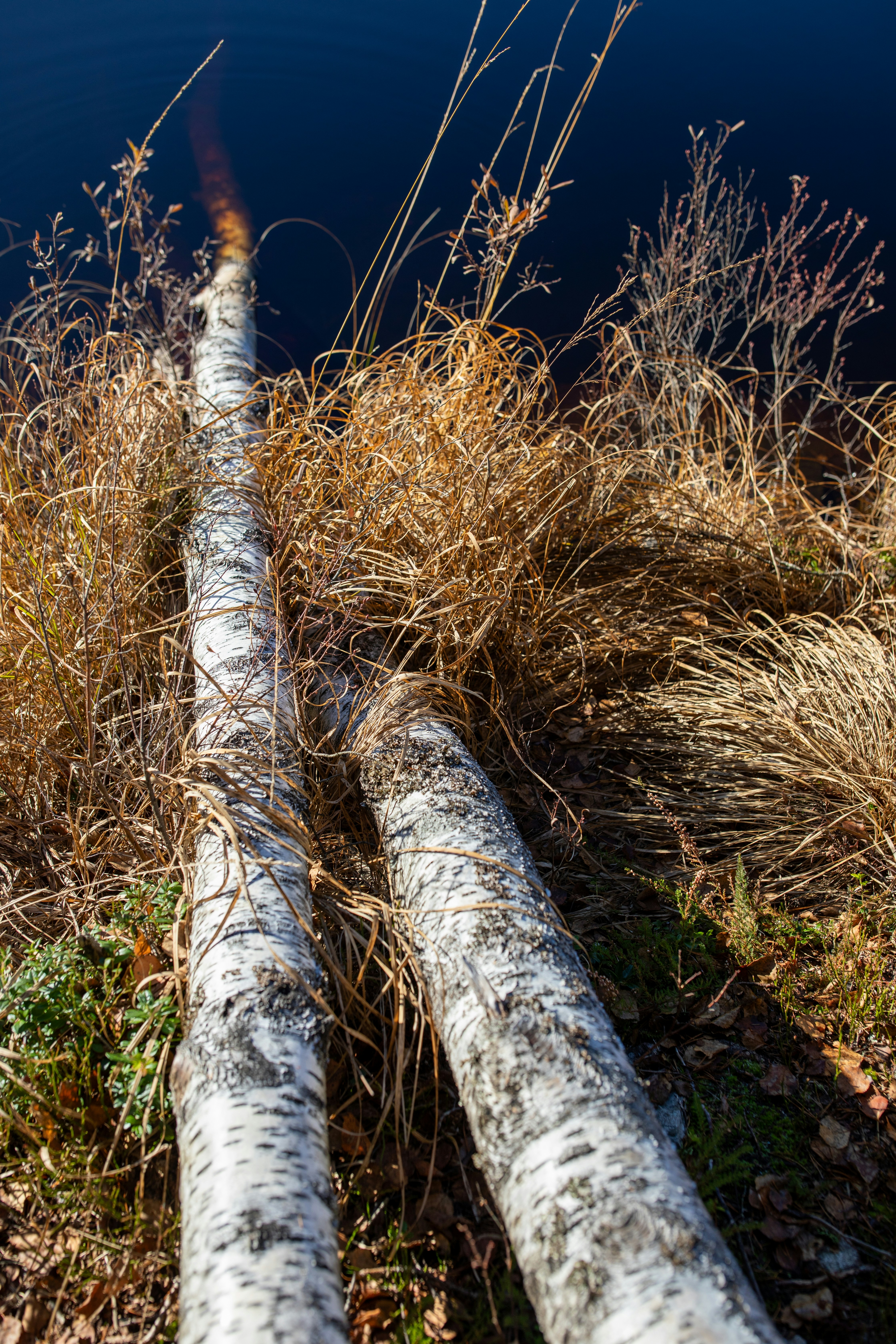 Nature's Subtle Embrace at Water's Edge