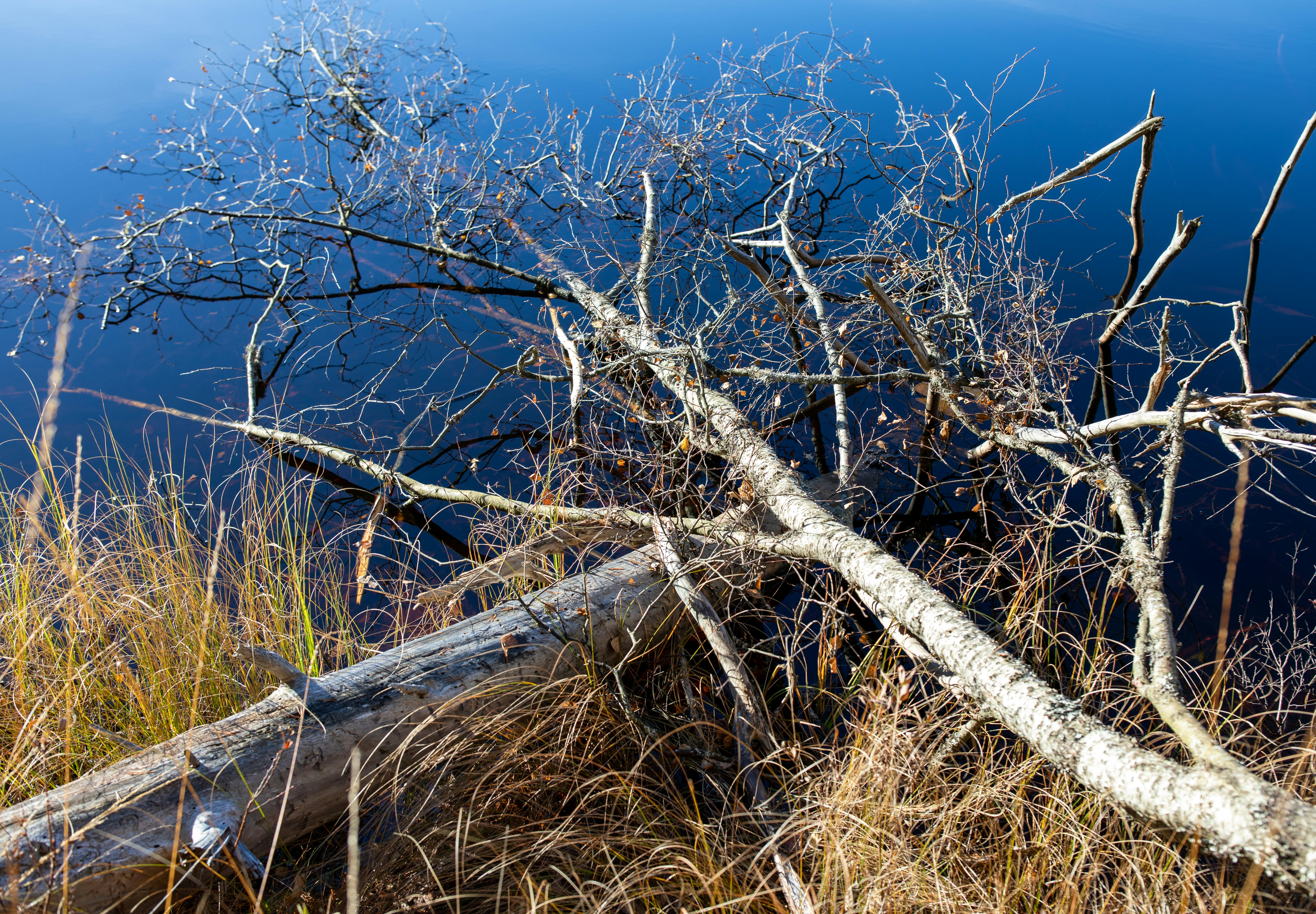 Whispers of Nature: A Fallen Story