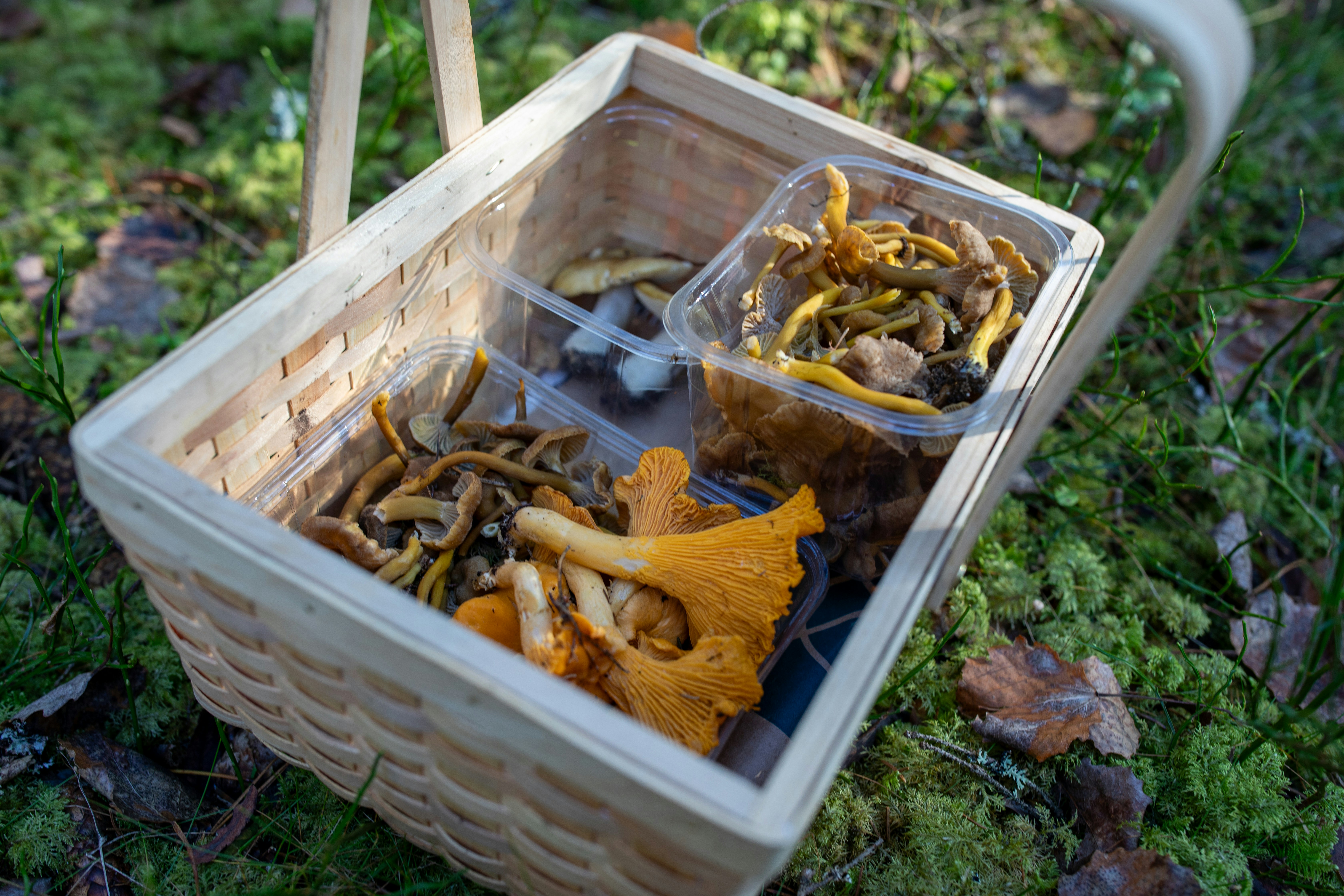 Chanterelle Tangle: Golden Mushrooms in a Mossy Woodland Basket