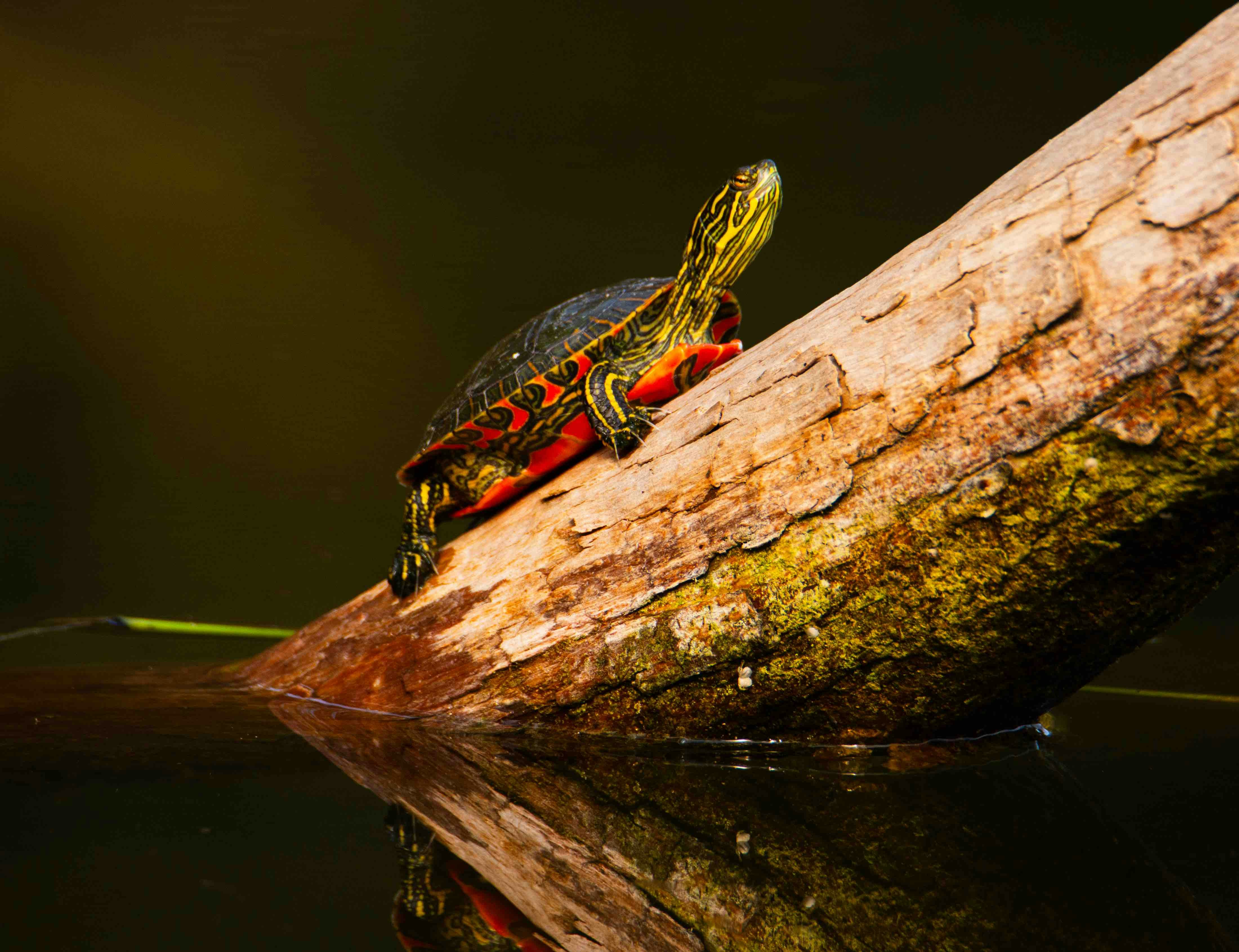 Sunlit Serenity: A Turtle's Perch