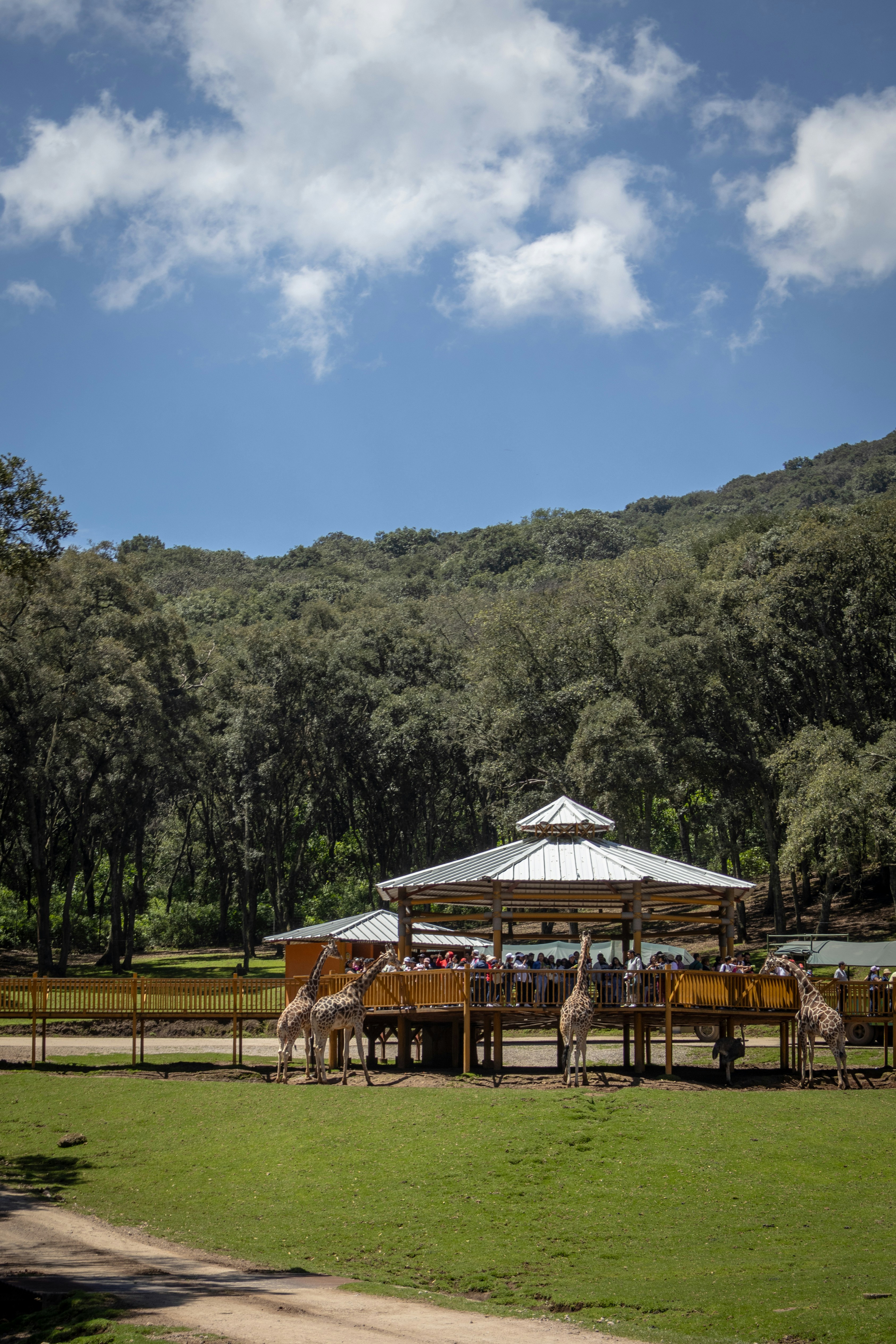 Giraffes feeding at a structure in a zoo.