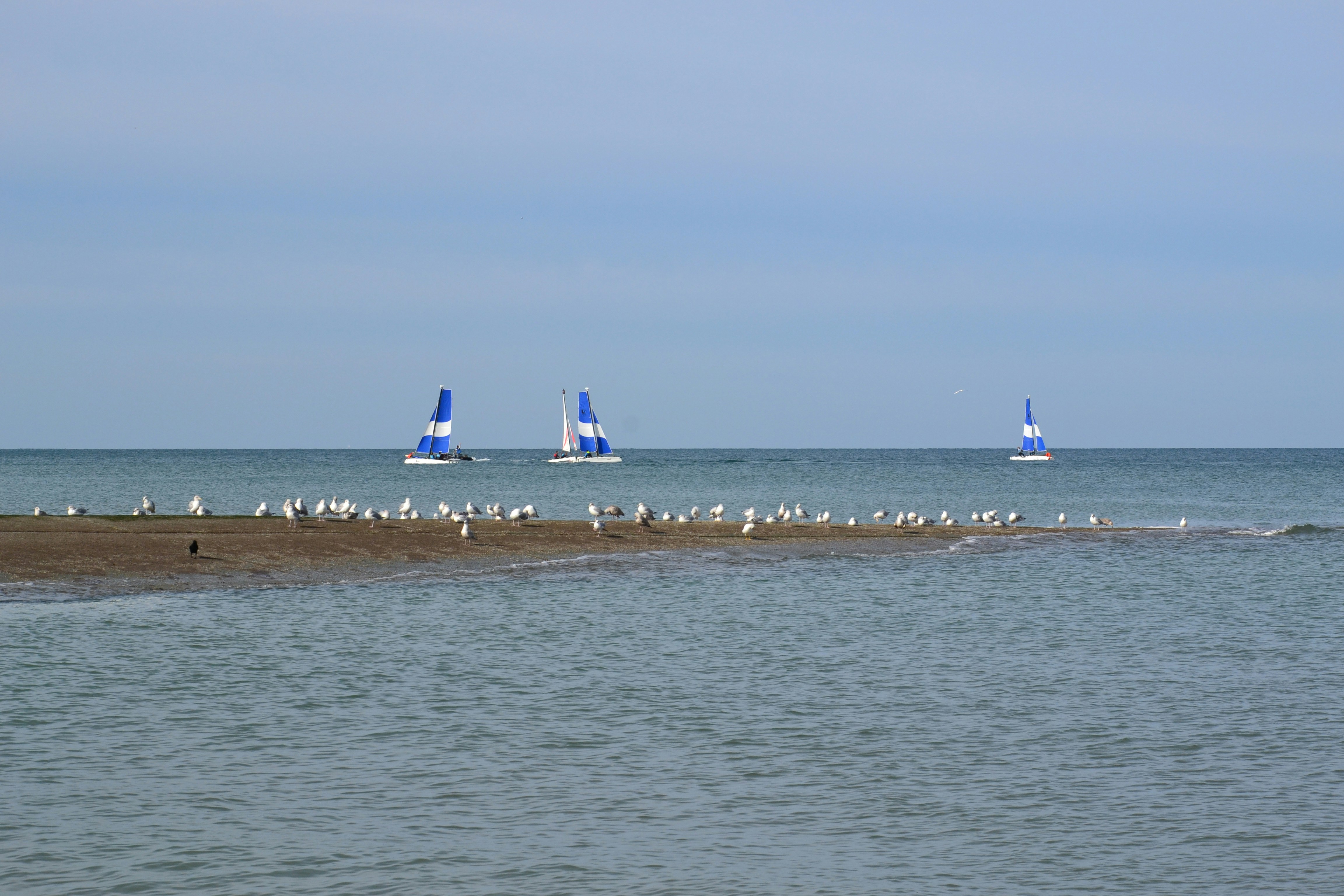 Sailboats race on the ocean near shore birds.