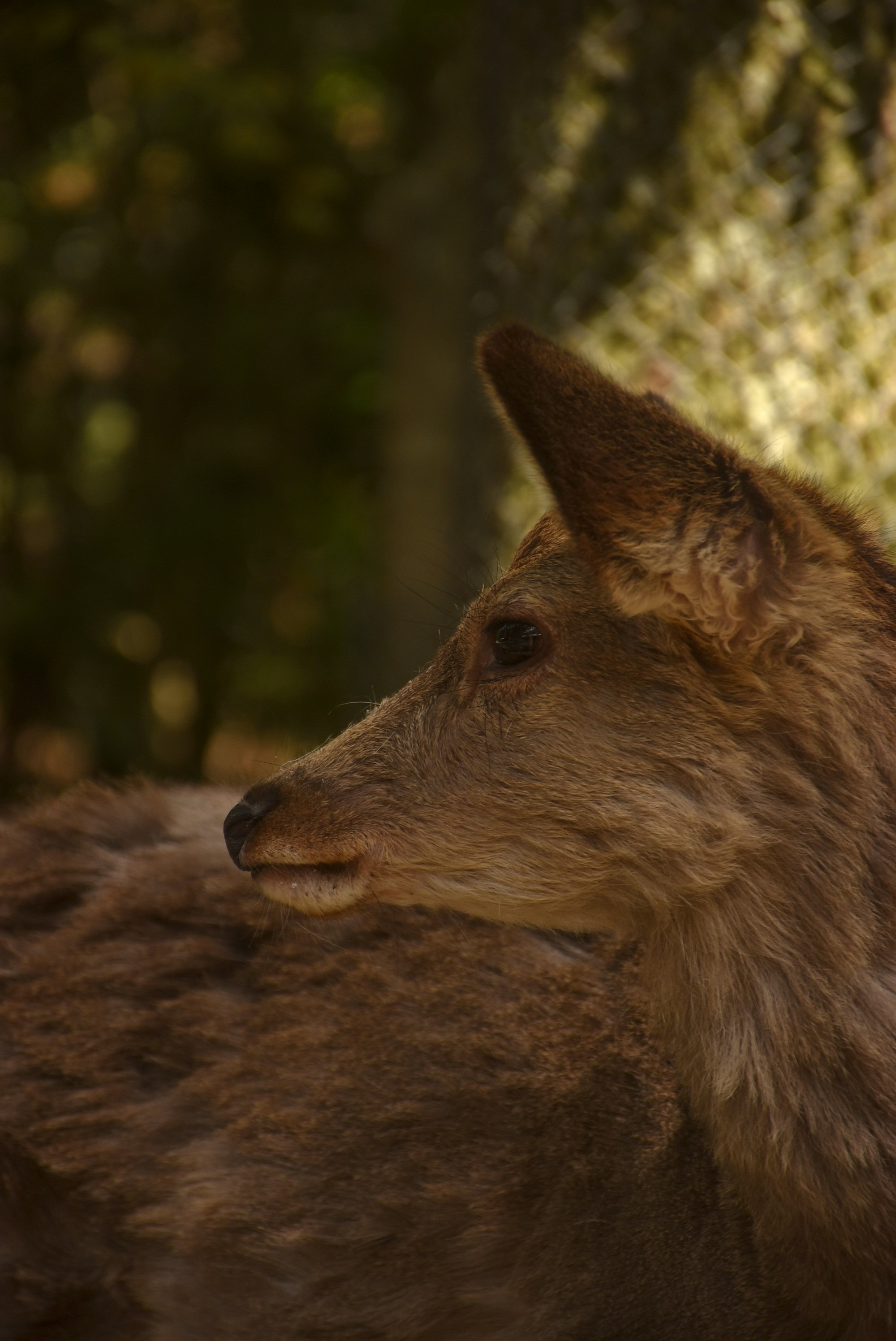 A close-up profile of a deer in a forest.