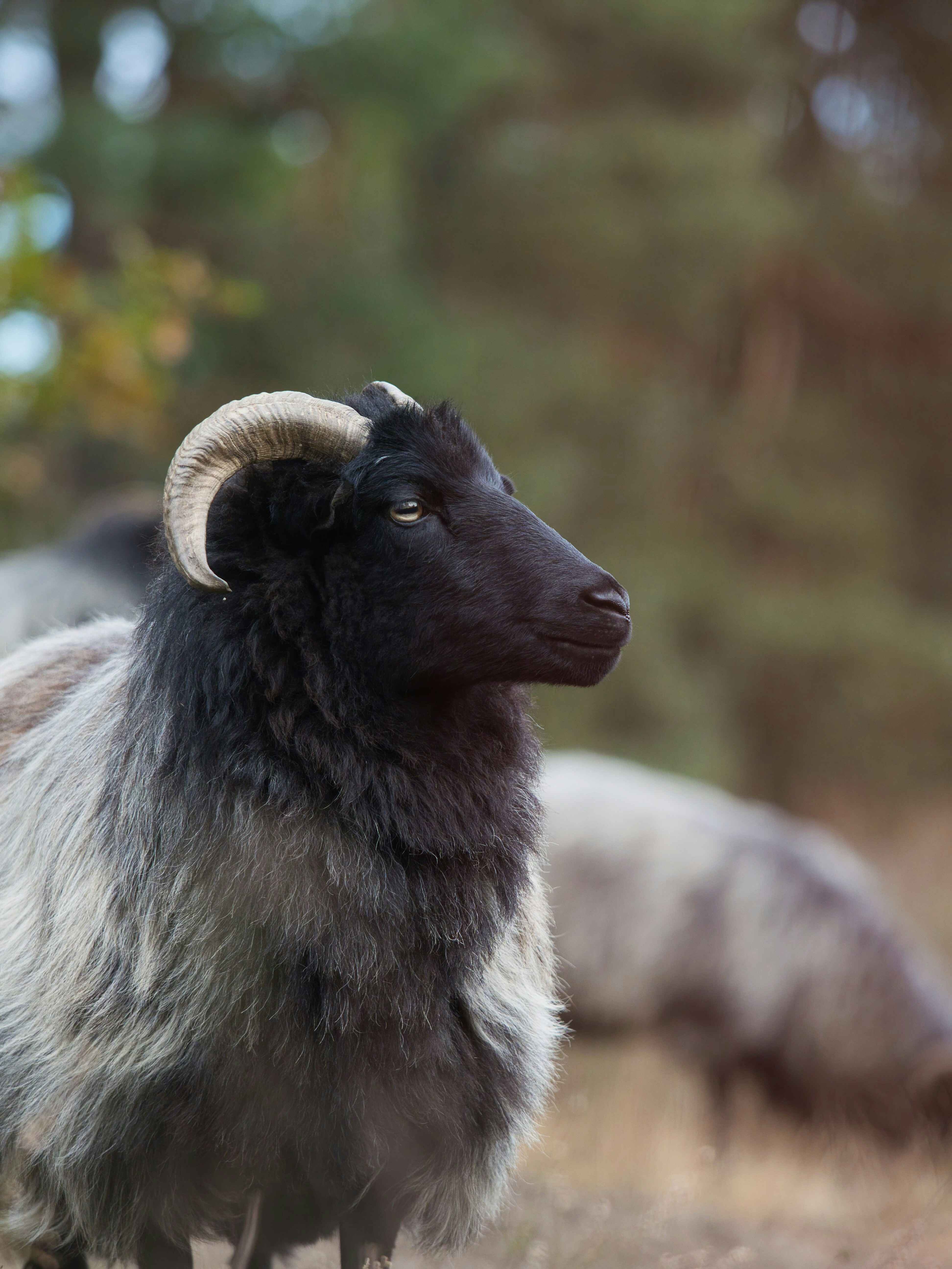 A black-faced sheep with large horns stands in a field.