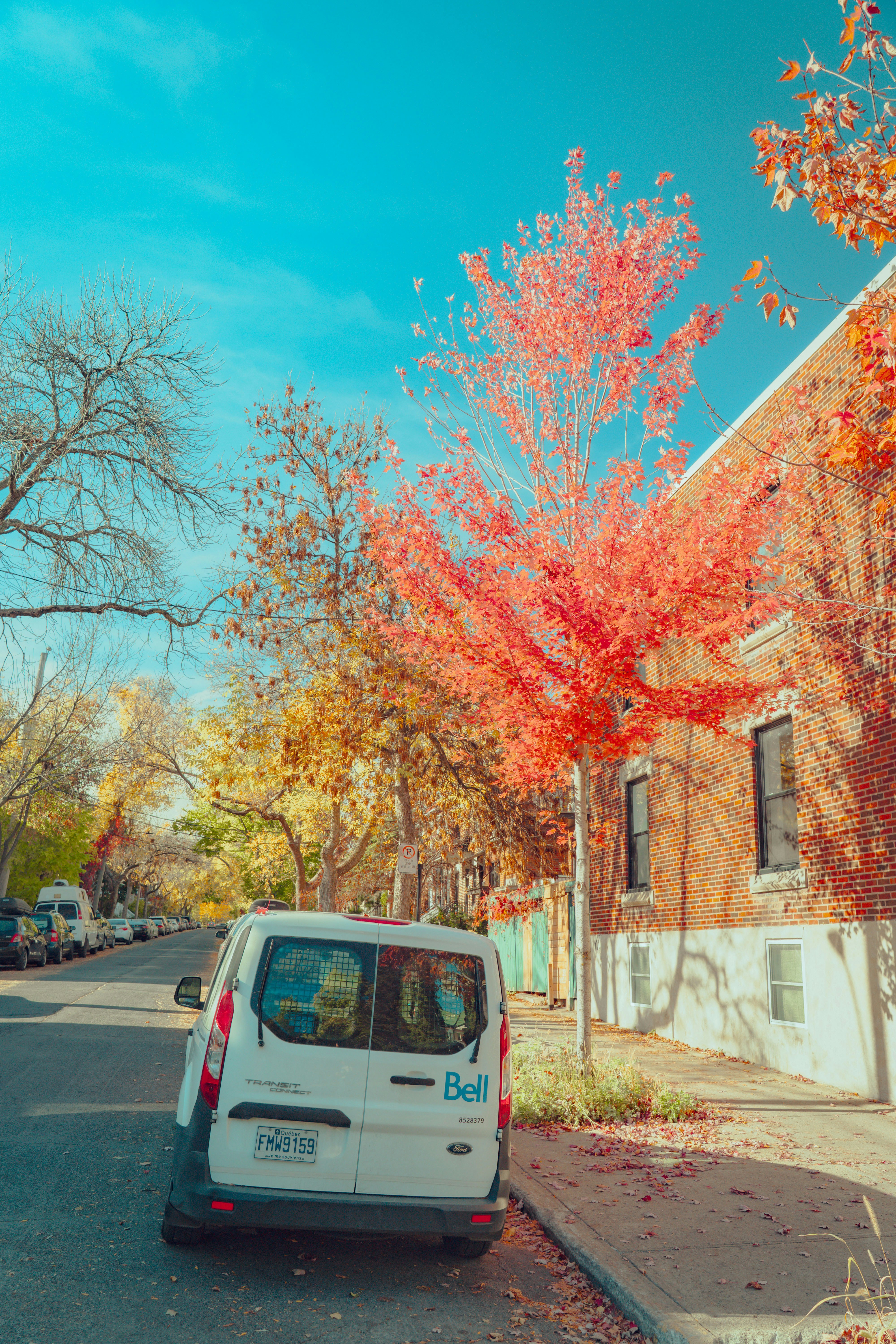 Autumn's Embrace: A Quiet Street Scene