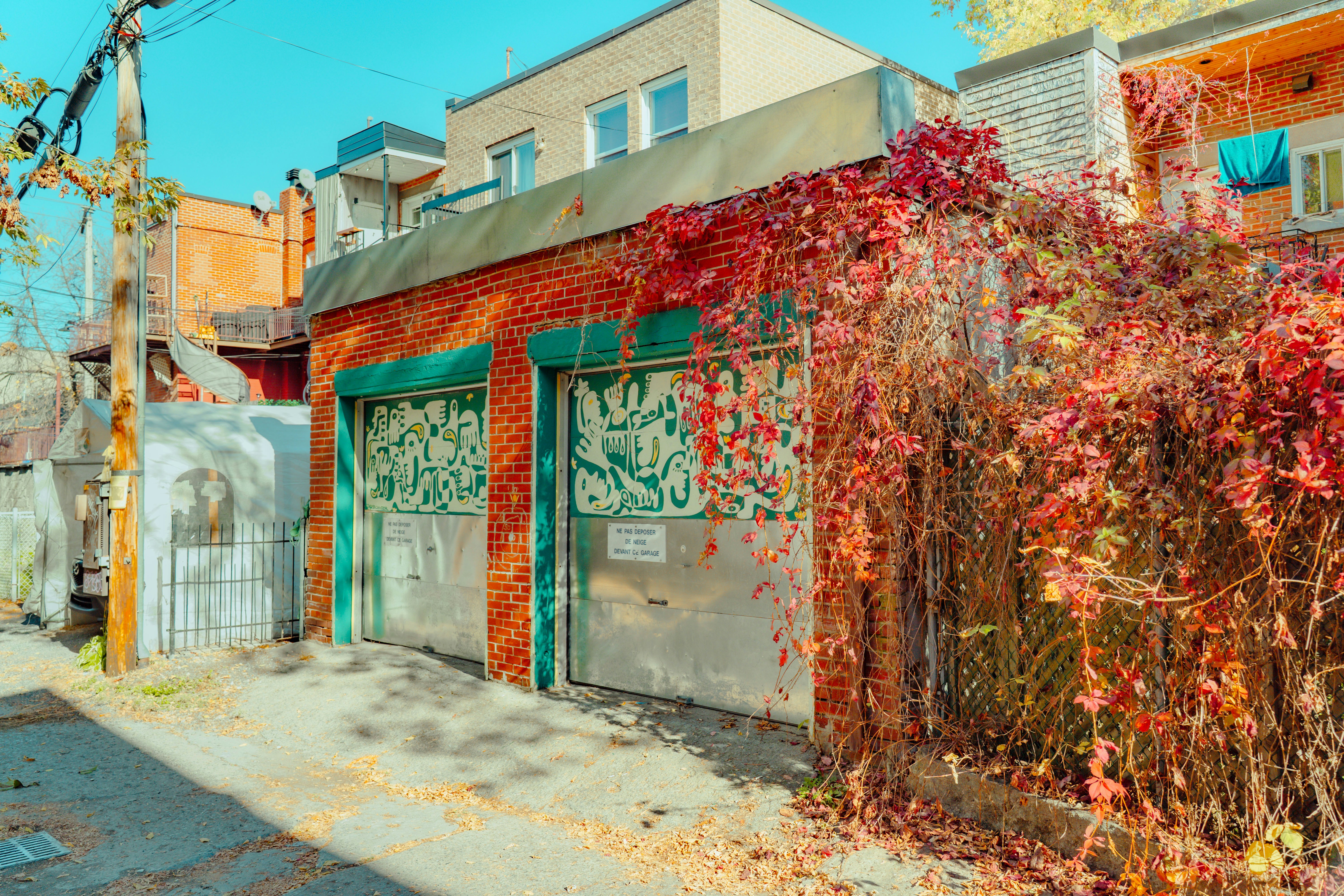 Urban Canvas: Nature's Embrace on Brick