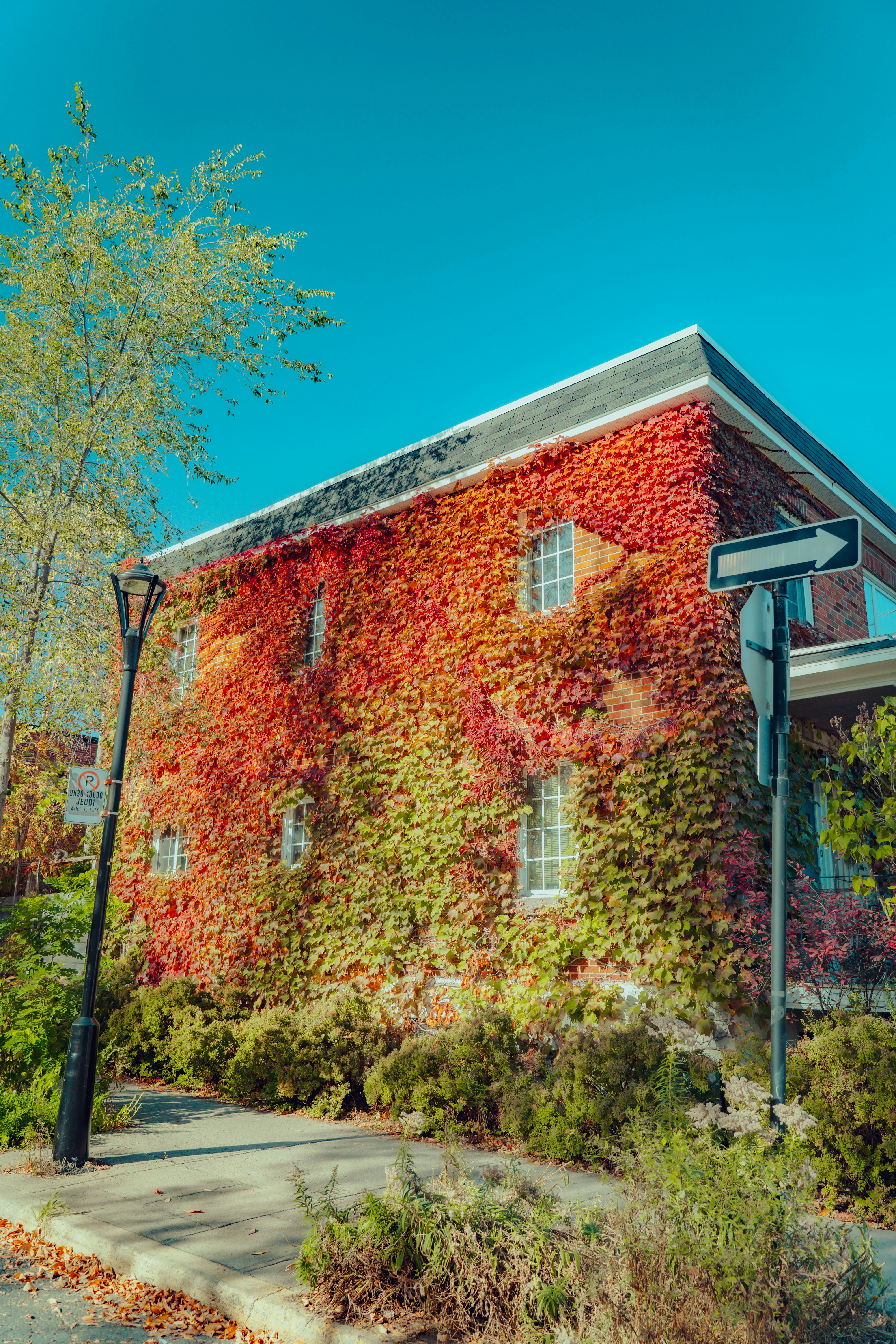Building covered in colorful autumn ivy under clear blue sky