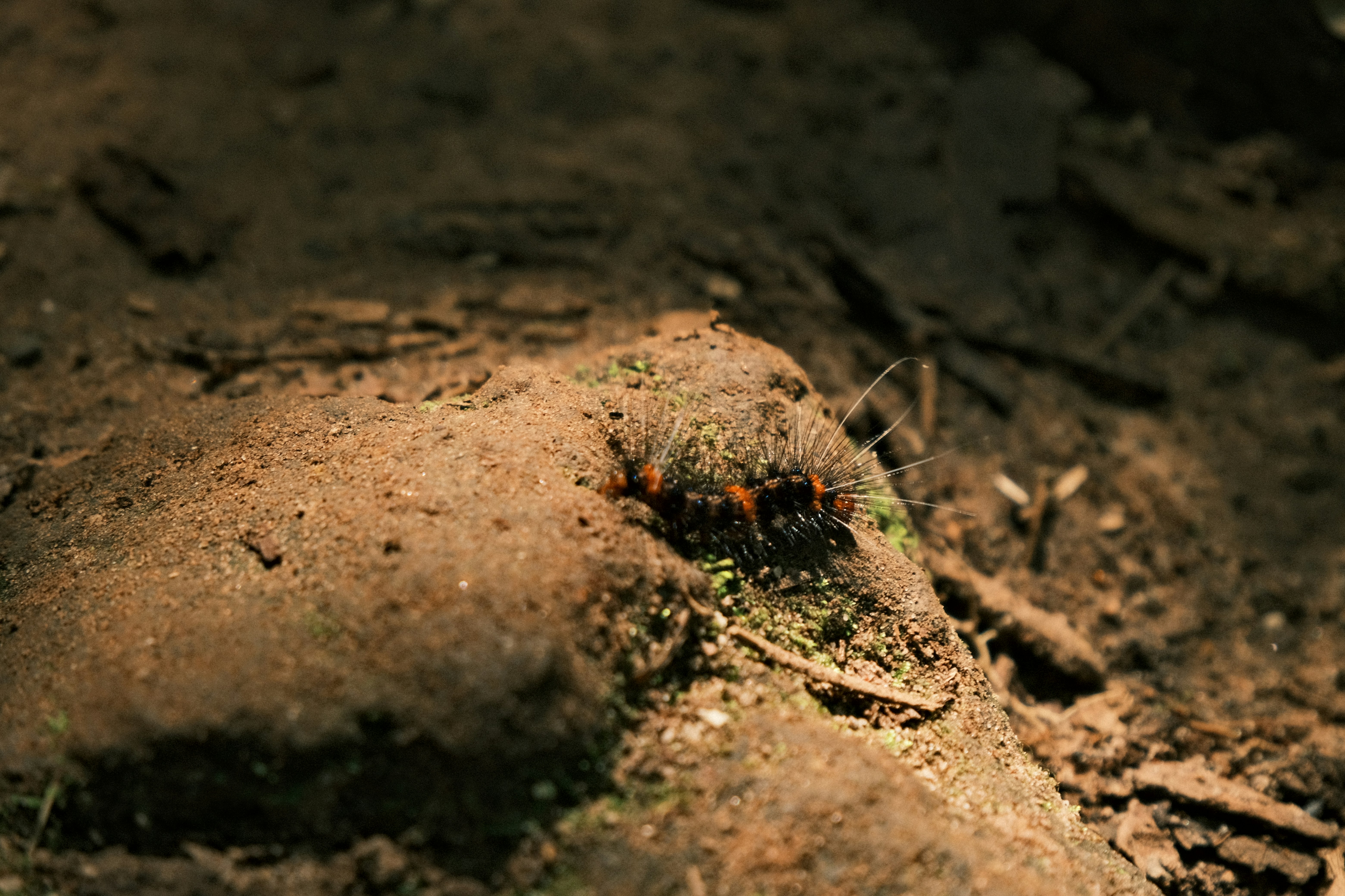 Nature's Intricate Weaver: The Caterpillar's Journey