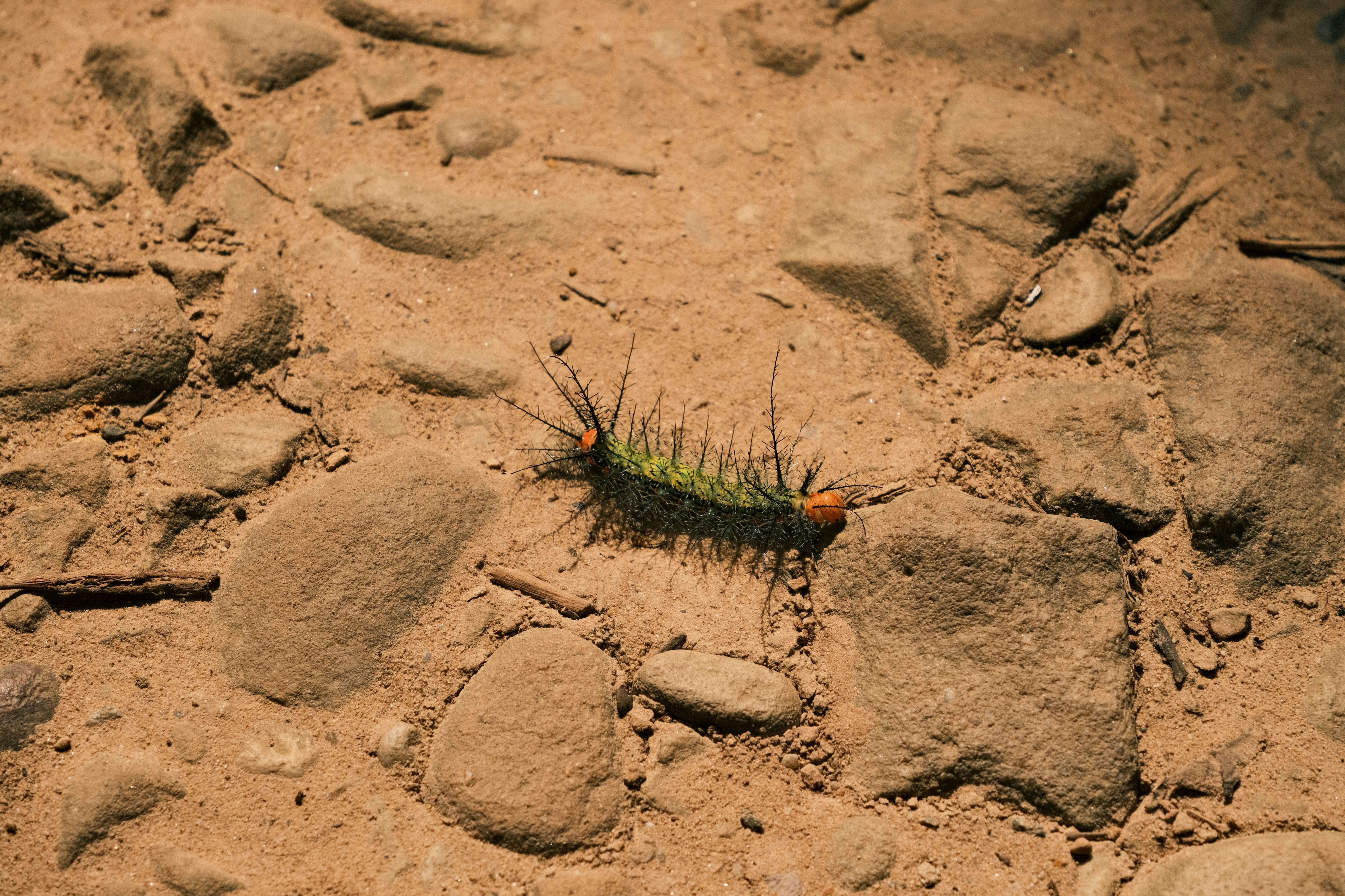 The Hidden Marvel: Nature's Spiky Wanderer