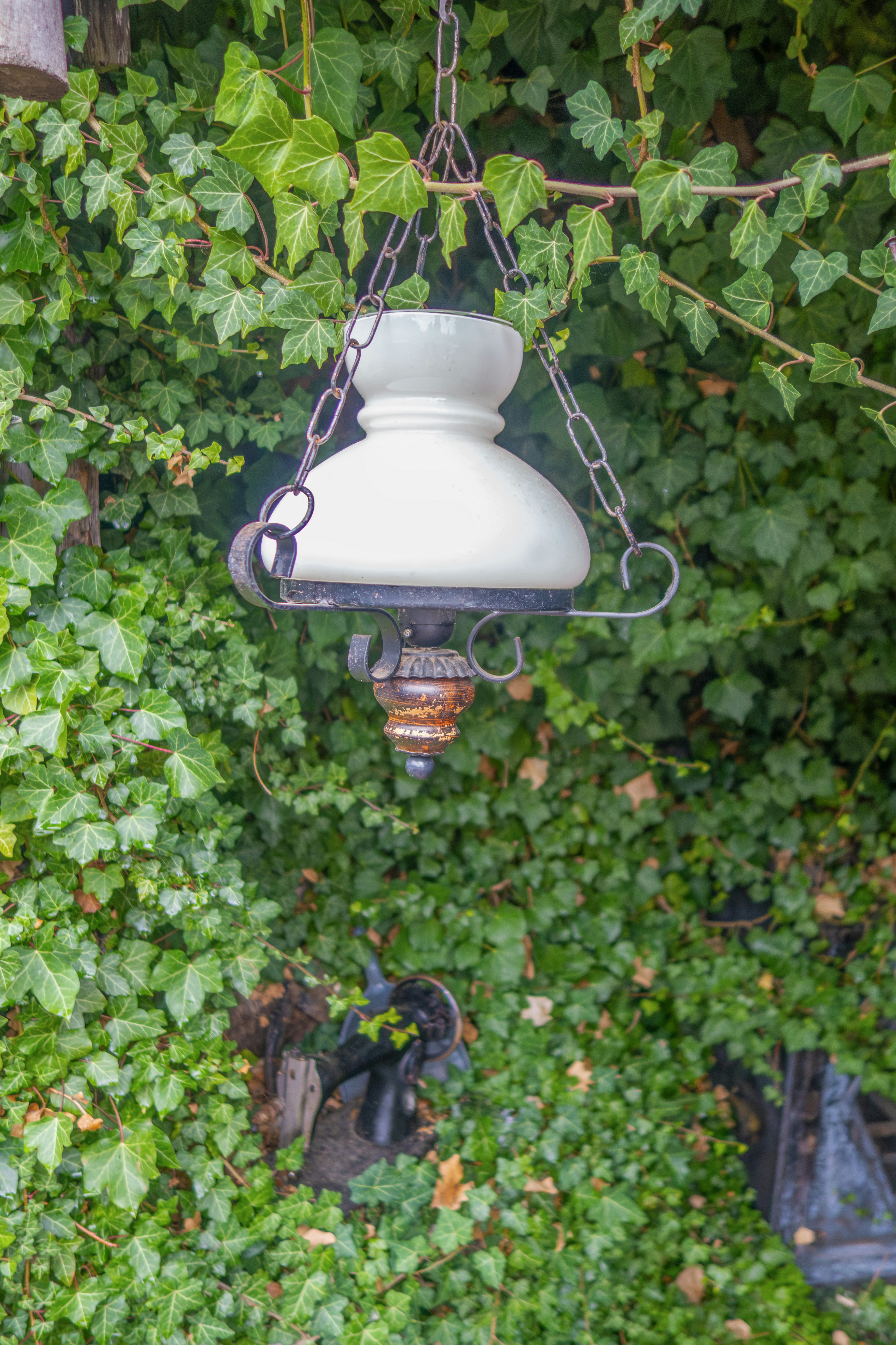 Illuminated Harmony Among Ivy
