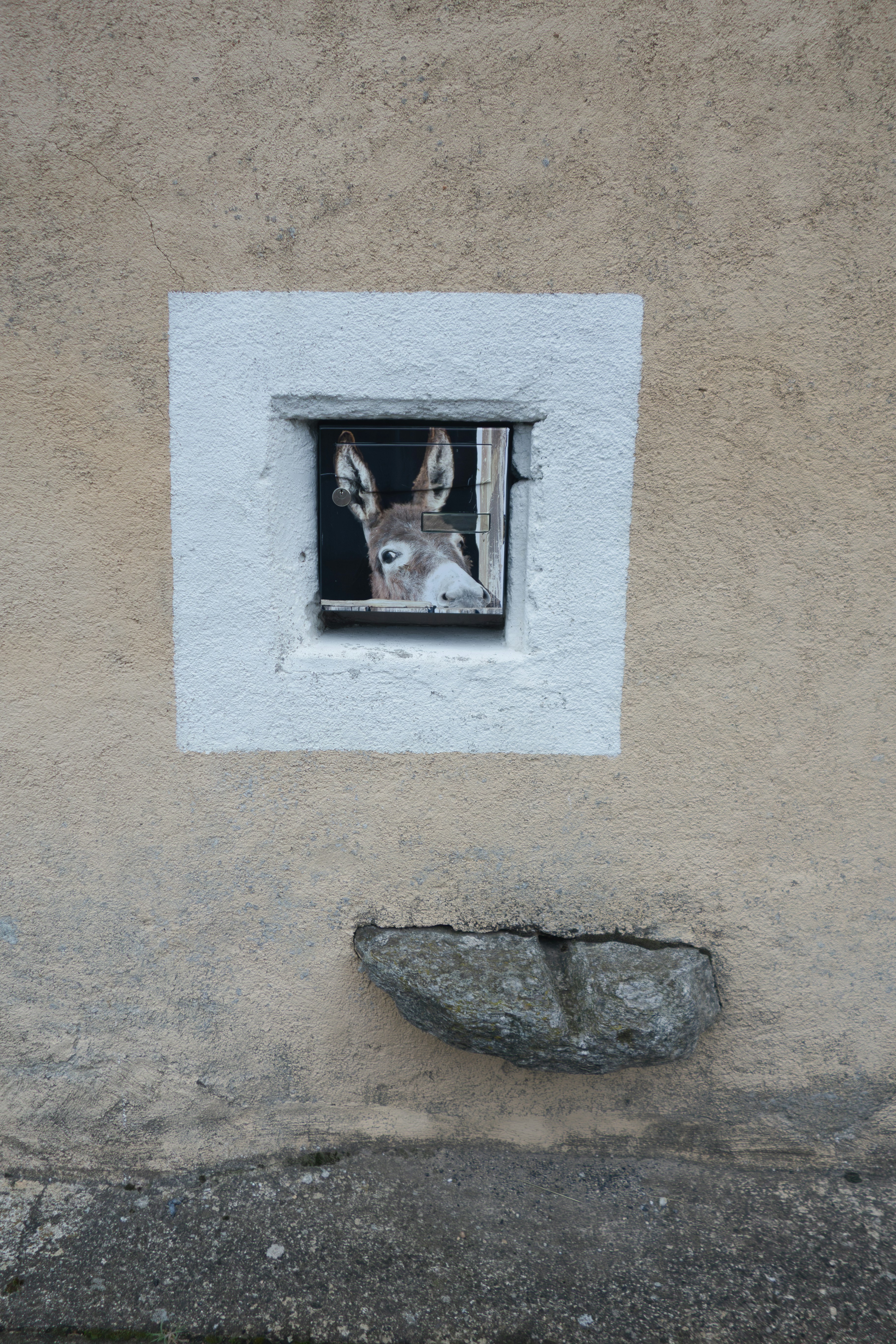 A donkey's head peeks through a small window in a textured wall, framed by a white border. The scene captures a moment of curiosity and intrigue.